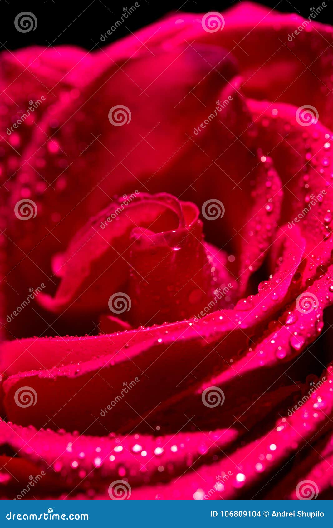 Water Drops on a Red Rose As a Background Stock Photo - Image of close ...
