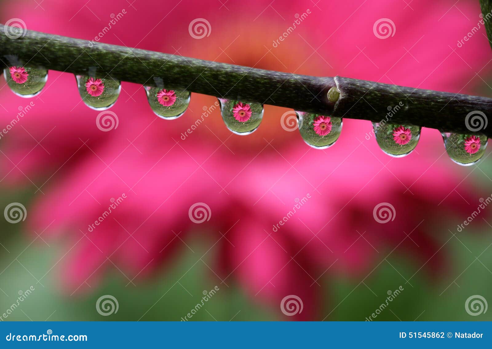 Water Drops with Gerbera Daisy Flower Reflection, Macro Stock Photo ...