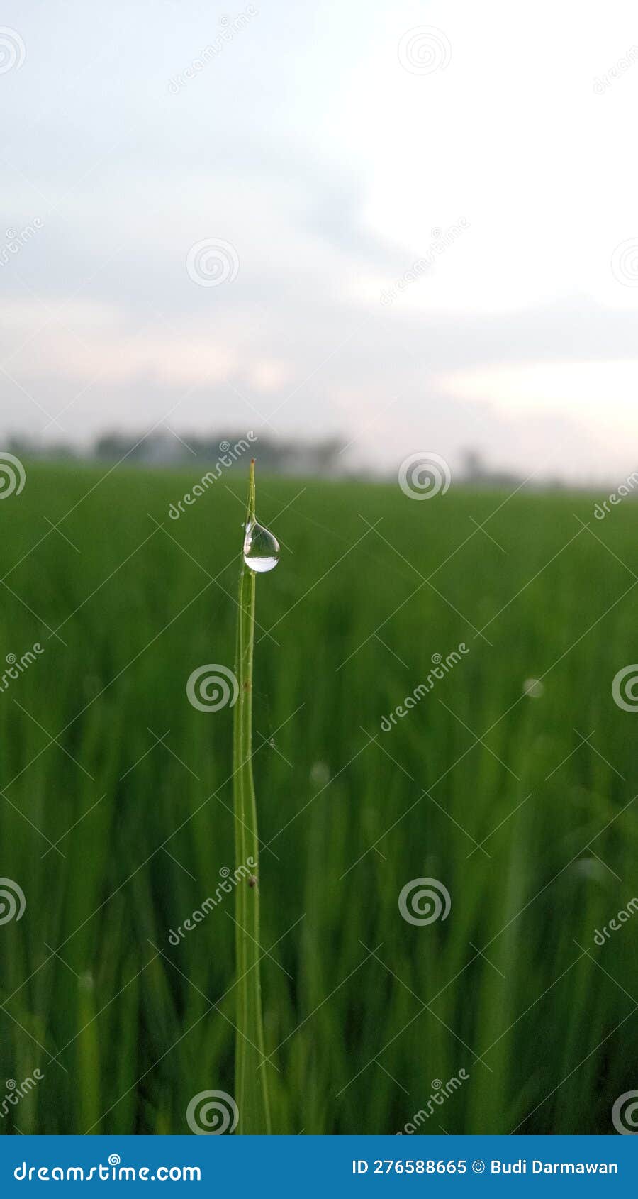 Water drops on rice leaves stock image. Image of drops - 276588665