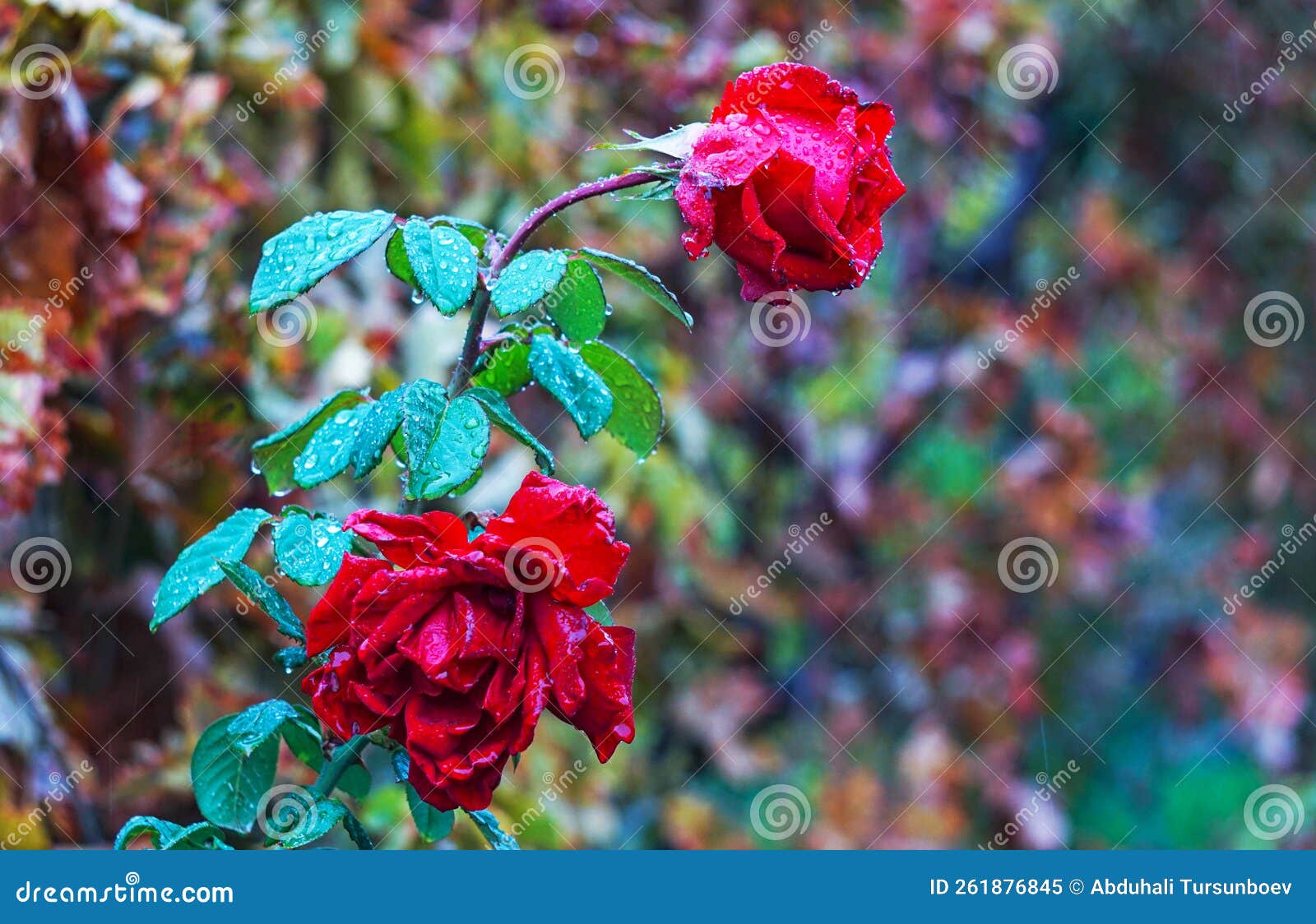 Water drops on a rose leaf stock image. Image of plant - 261876845