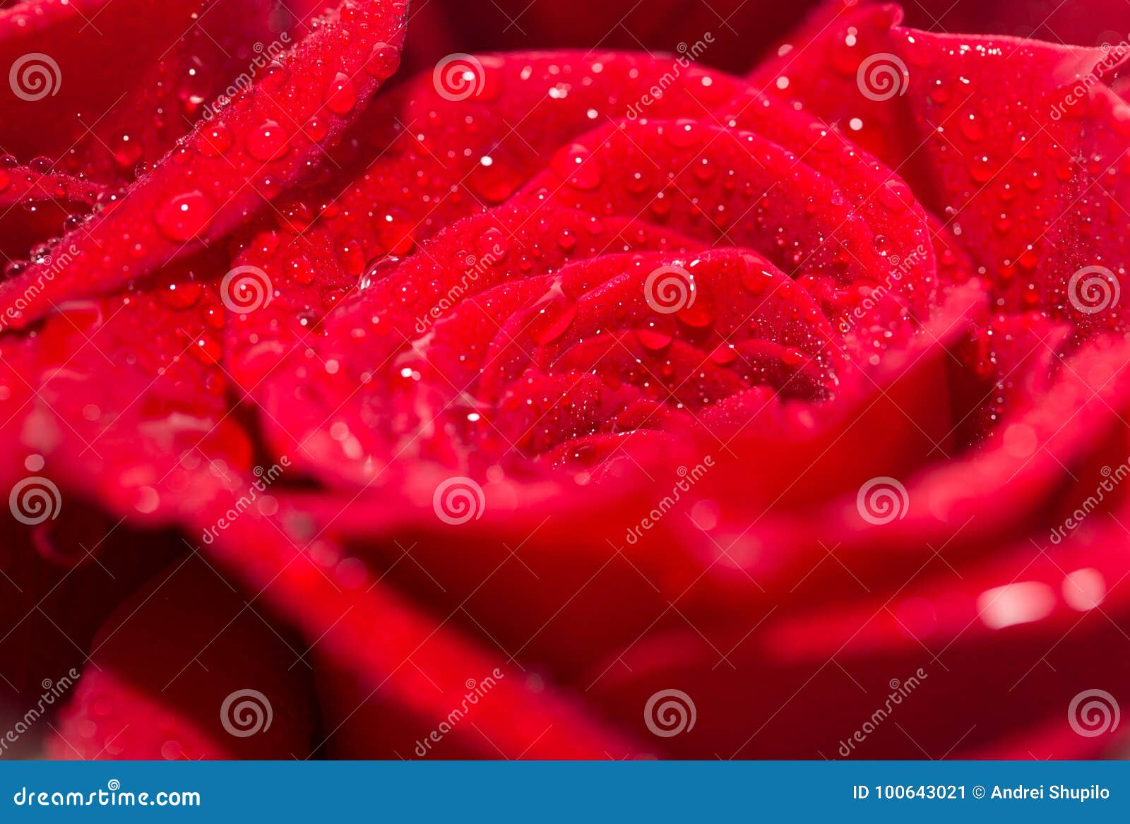 Water Drops on Roses. Macro Stock Image - Image of rose, macro: 100643021