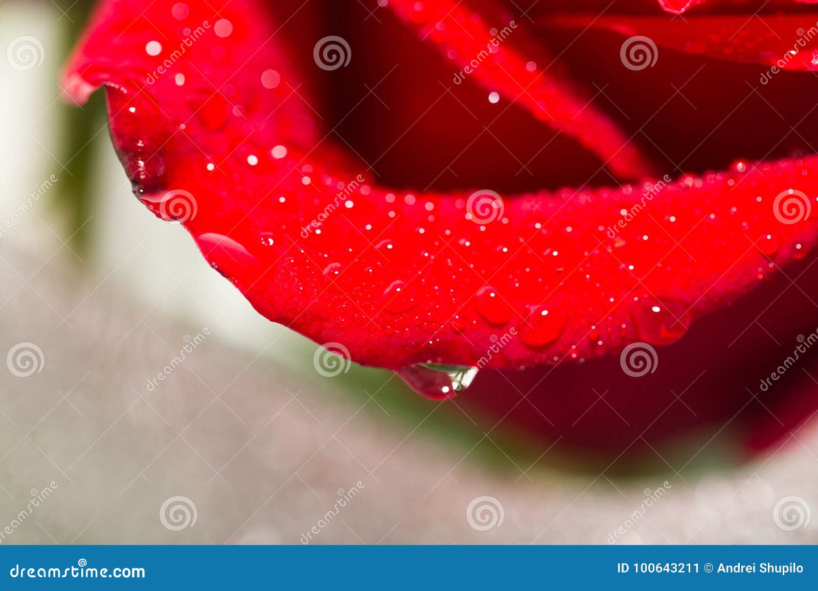 Water Drops on Roses. Macro Stock Image - Image of floral, leaf: 100643211