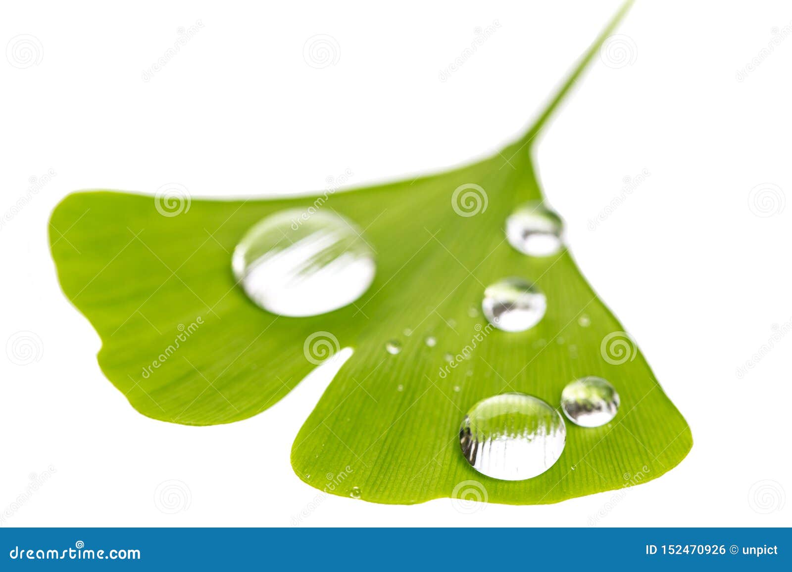 Water Drops on Single Ginko Leaf Ginko Bilboa Stock Photo - Image of ...
