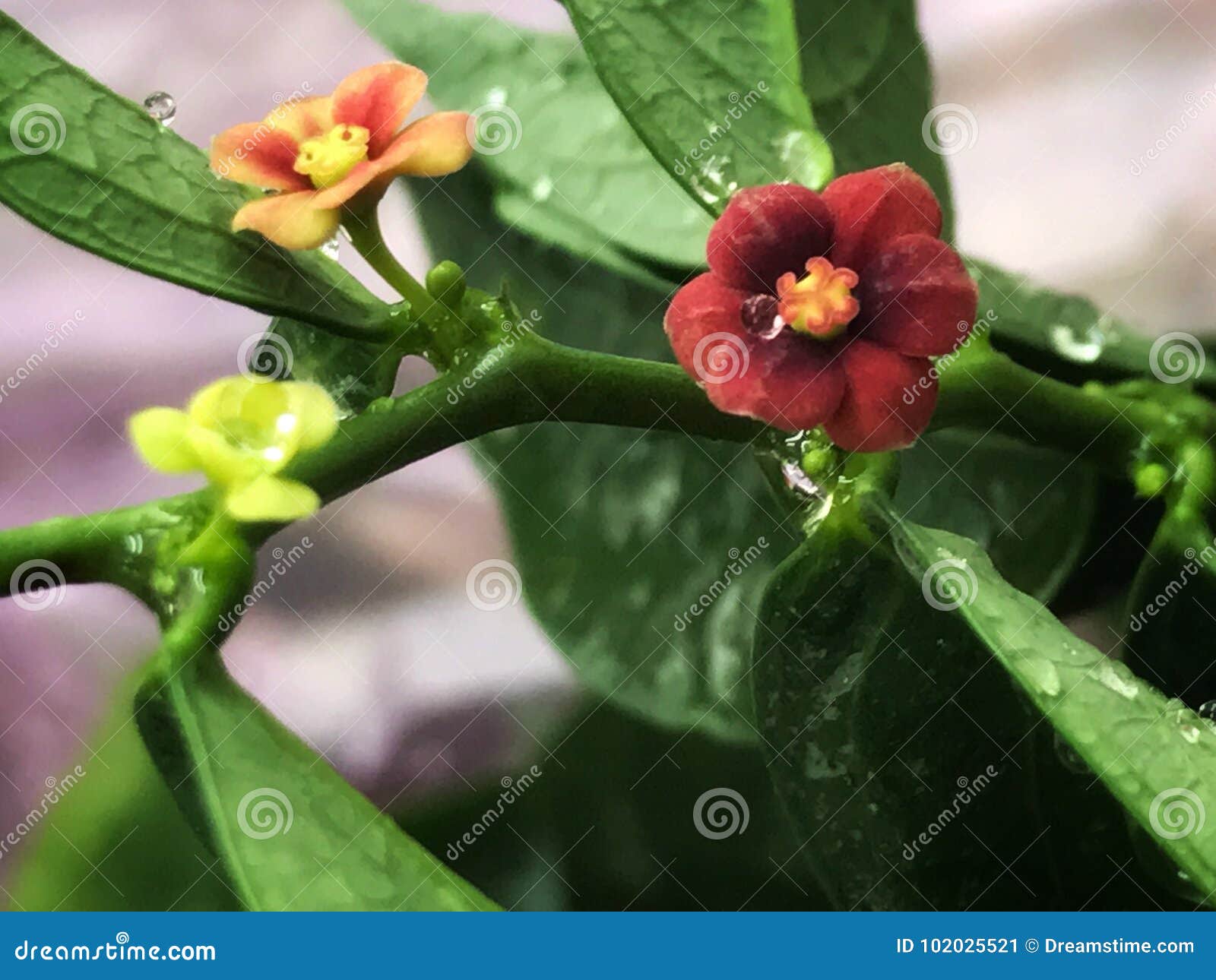 Freshness flowers stock image. Image of flower, drops - 102025521
