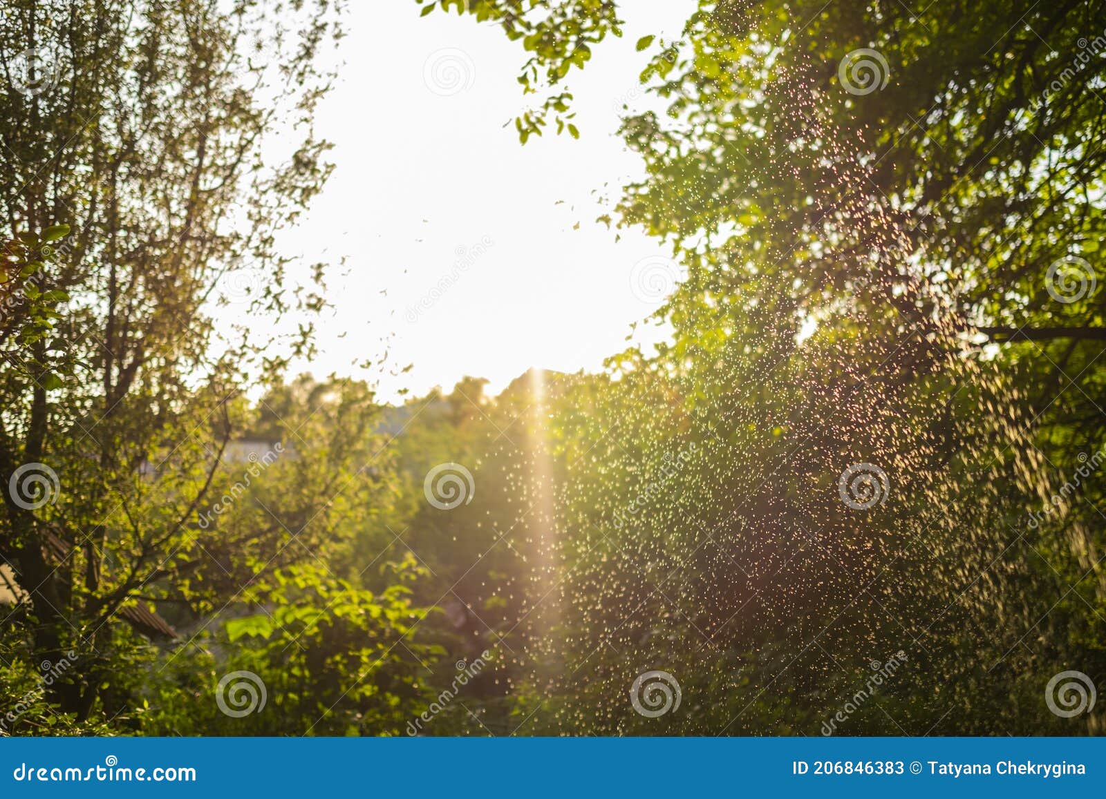 Water Drops Sparkling in Sunlight in Beautiful Summer Garden. Stock ...