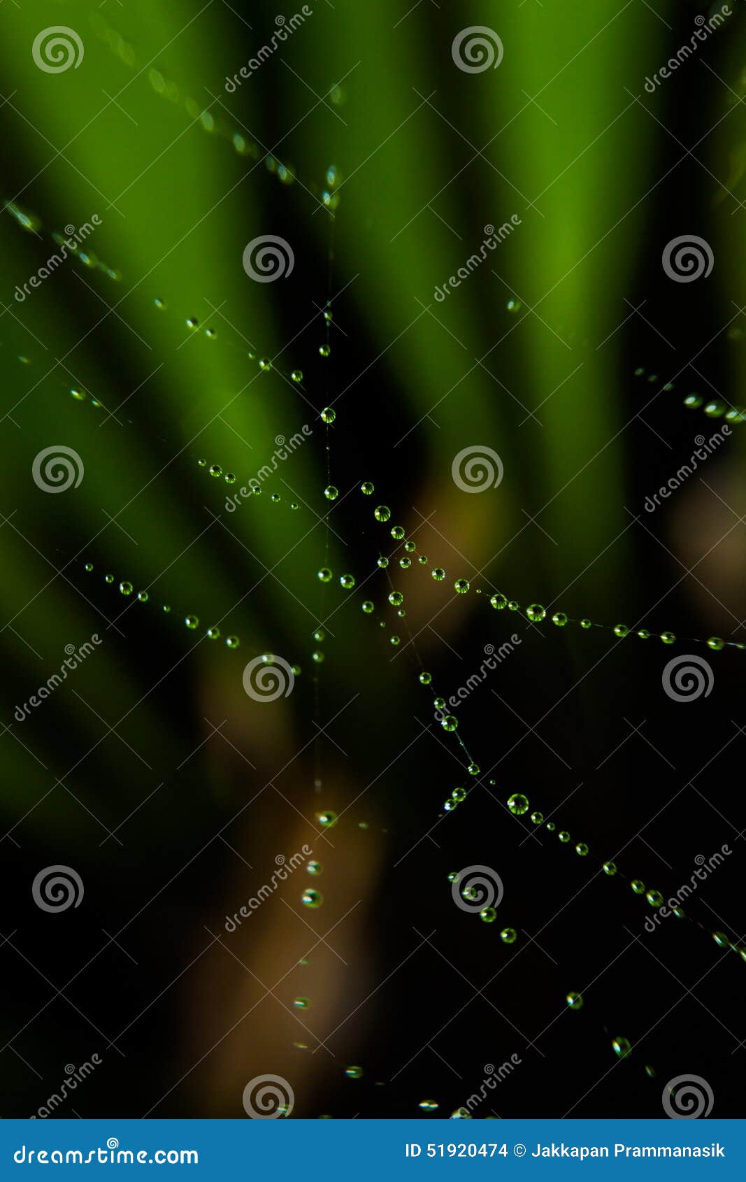 Water Drops on Spider Web with Close Up Detailed View. Stock Photo ...