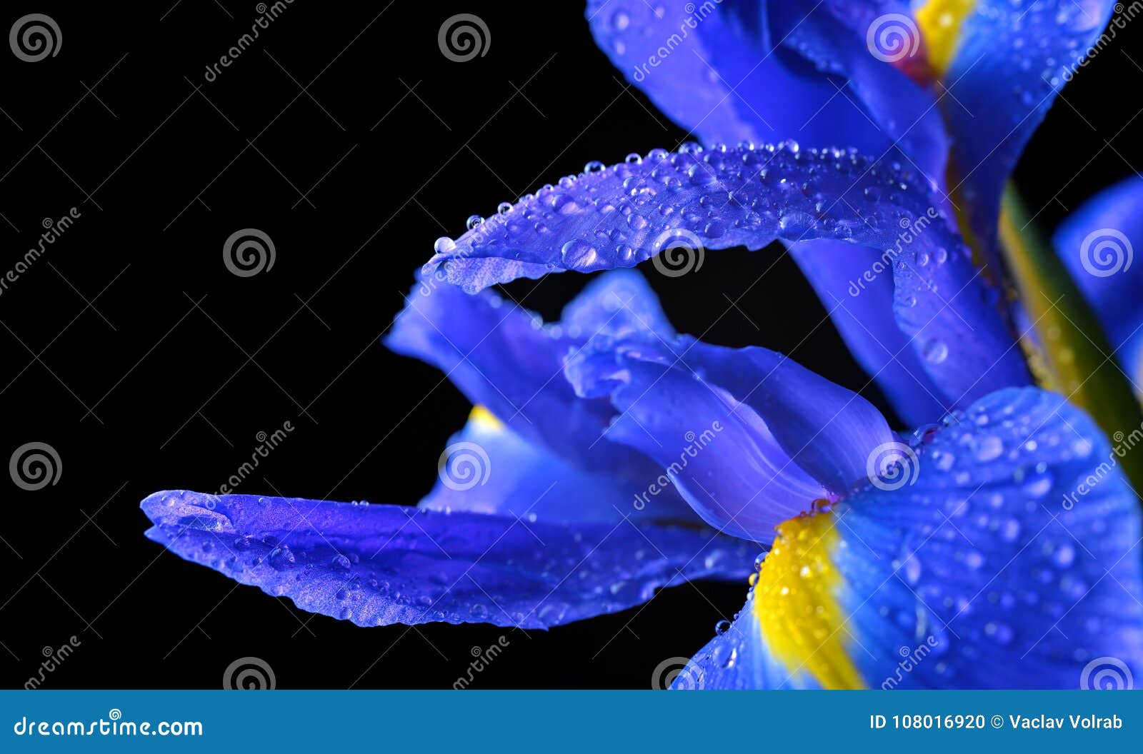 Water Drops on Spring Iris Flower Stock Photo - Image of head, flora ...