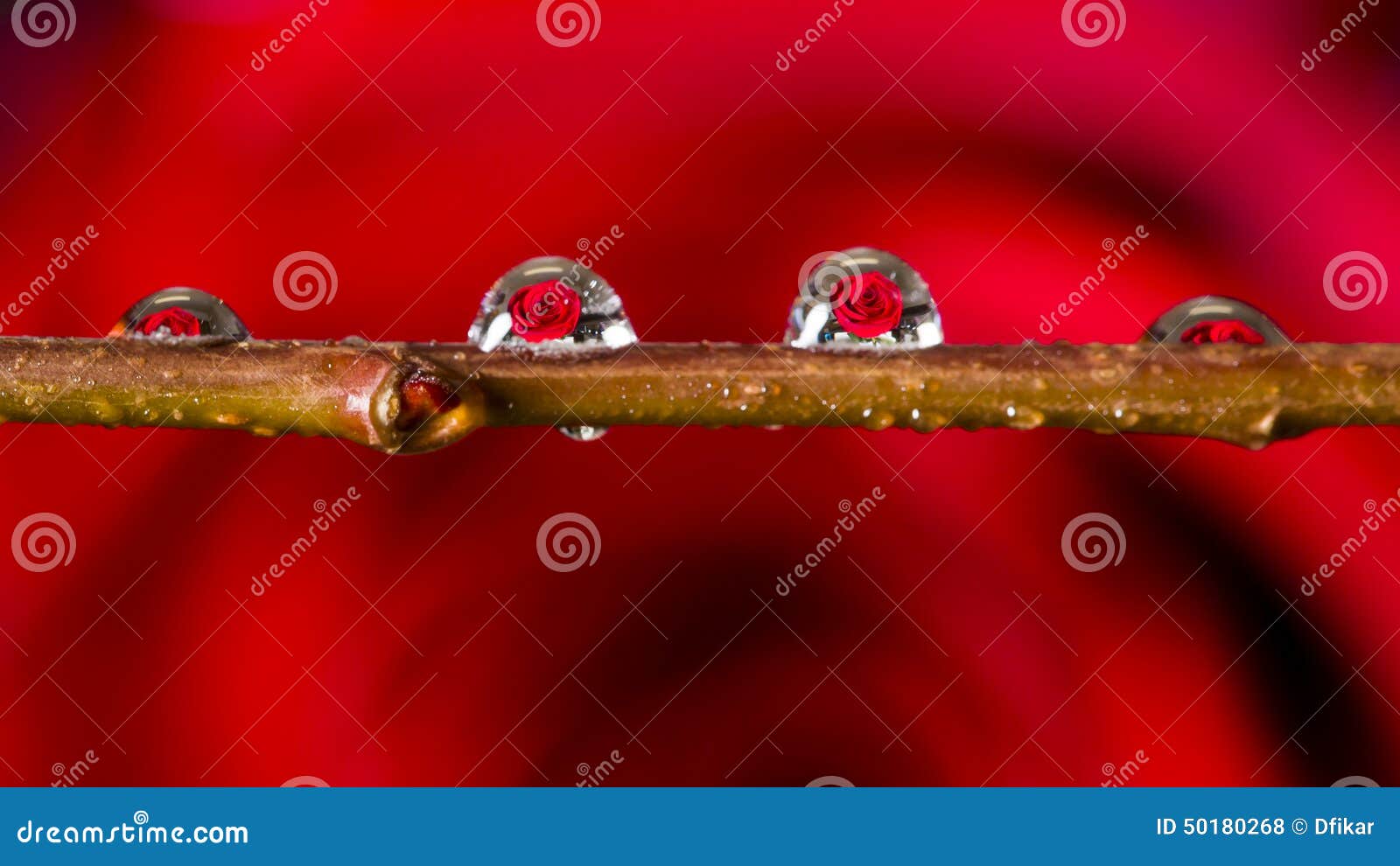 Water Drops on a Stick stock photo. Image of bright, blossom - 50180268