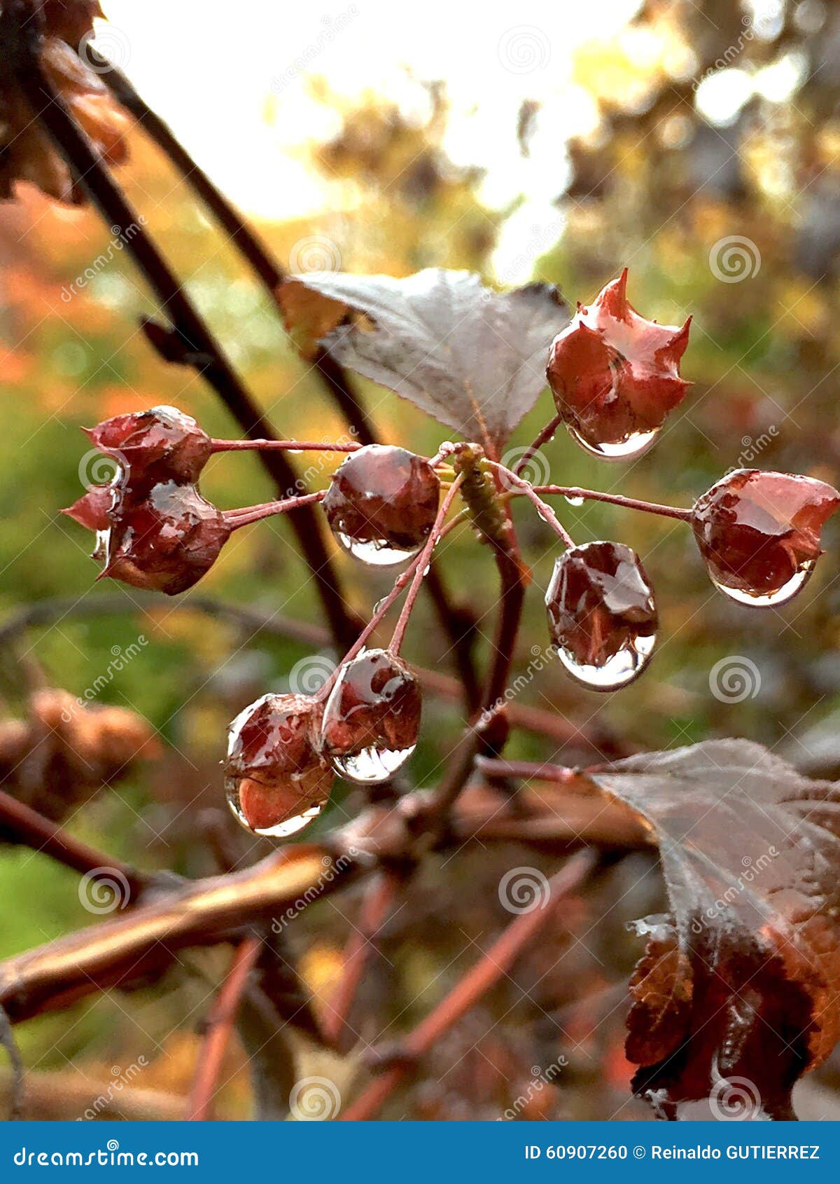 Water drops stock photo. Image of fruits, water, waterdrops - 60907260