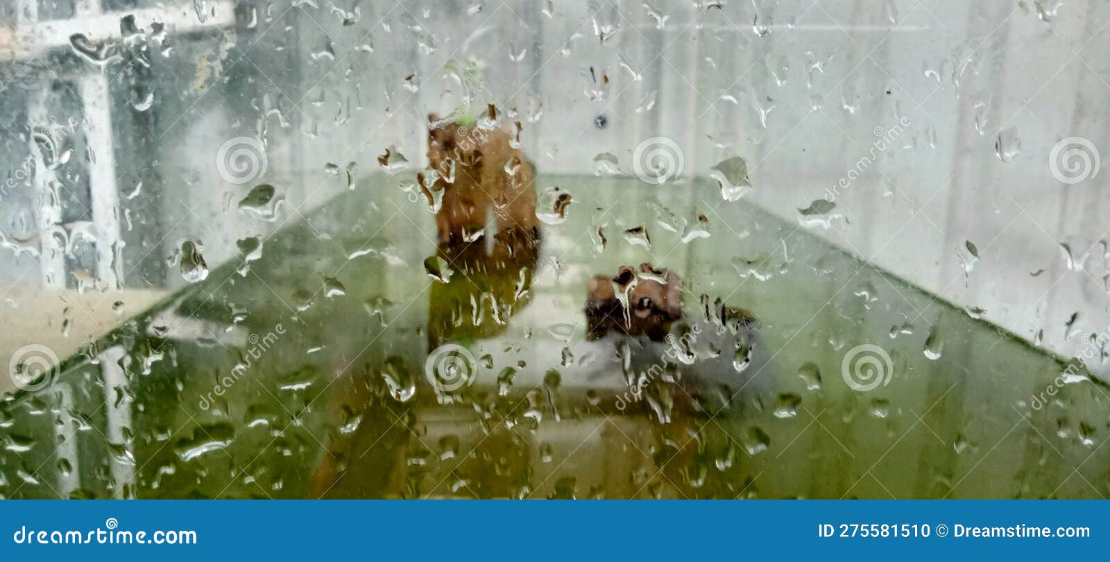 Water Drops Stuck in the Aquarium Stock Photo - Image of aquarium ...