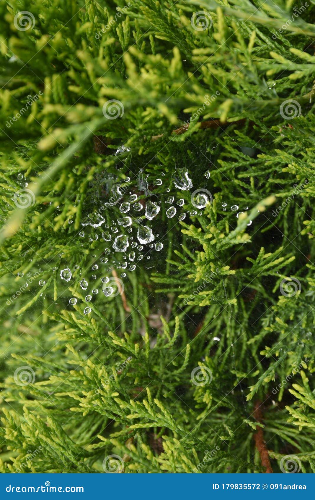 Water drops on a tree stock photo. Image of bush, garden - 179835572