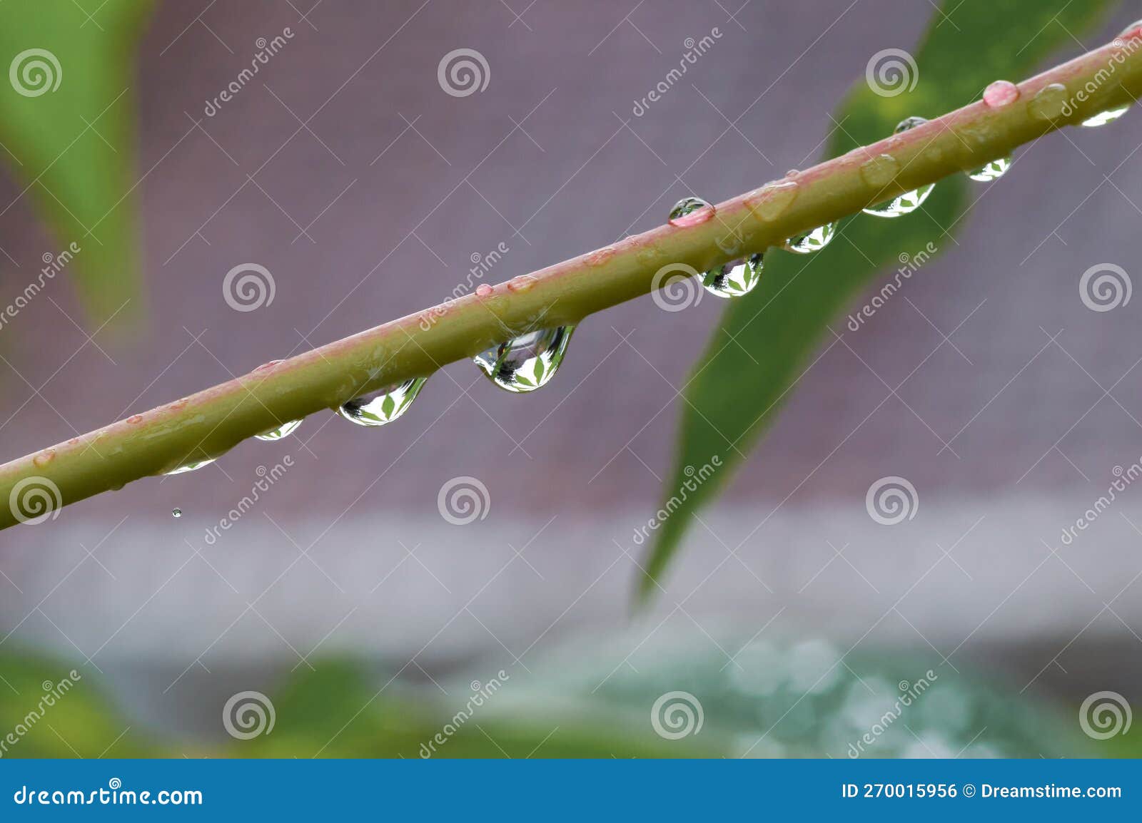 Water drops on a tree stock photo. Image of drip, abstract - 270015956
