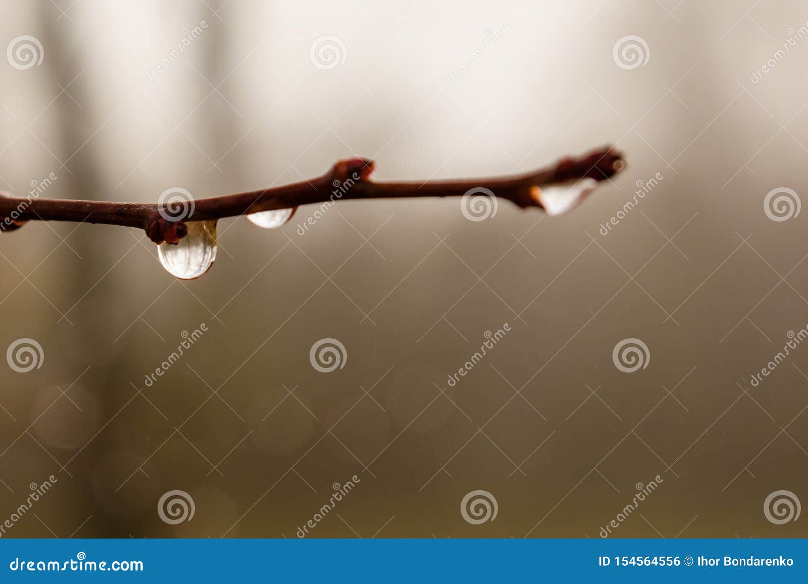 Water Drops on a Tree Branch Stock Photo - Image of outdoor, bubble ...