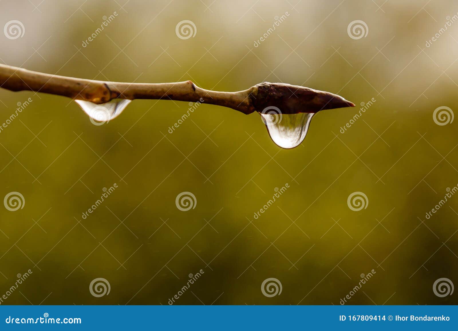 Water Drops on a Tree Branch Stock Photo - Image of lawn, branch: 167809414