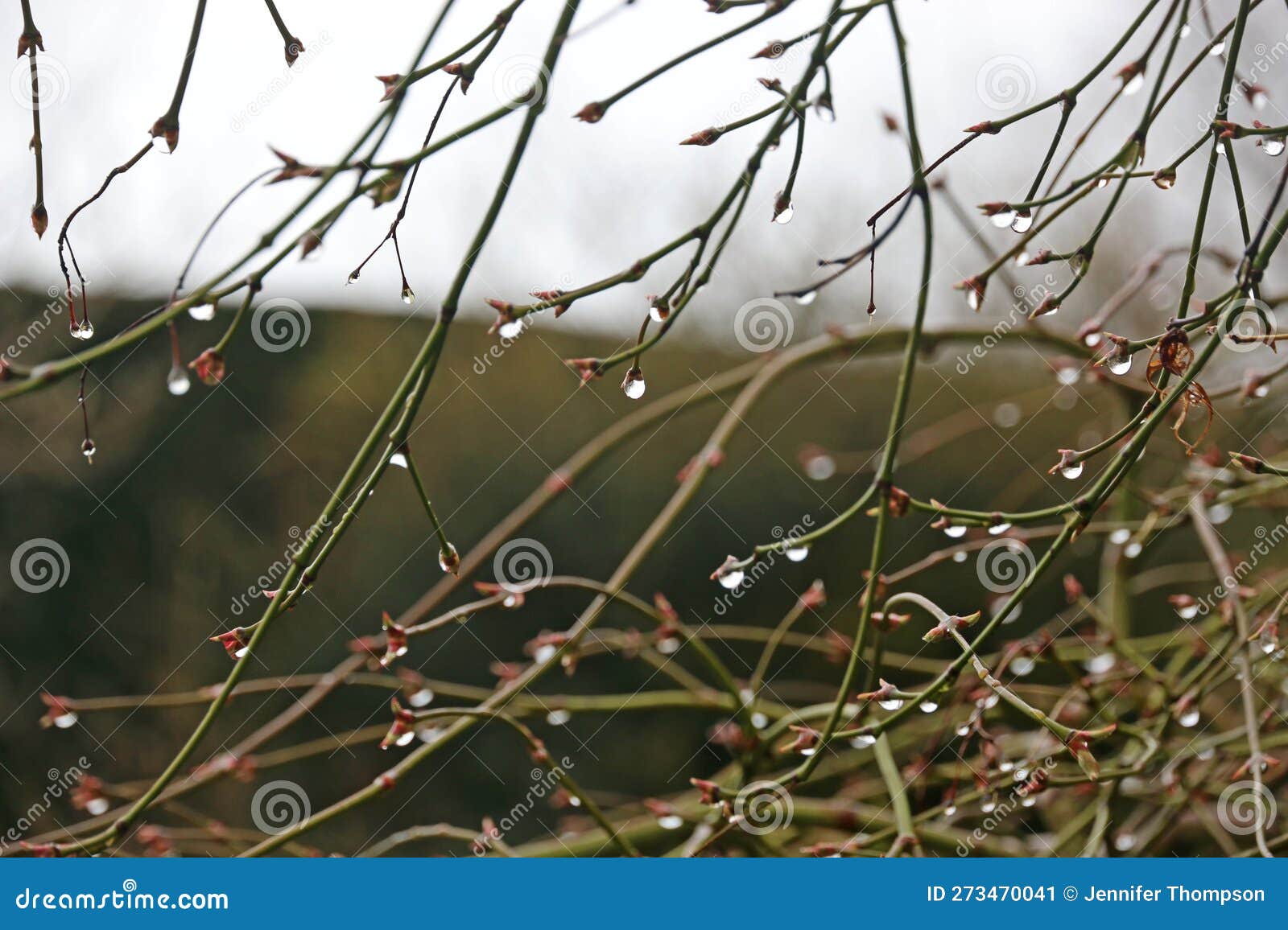 Water Drops on Tree Branches in Spring Stock Image - Image of outdoor ...