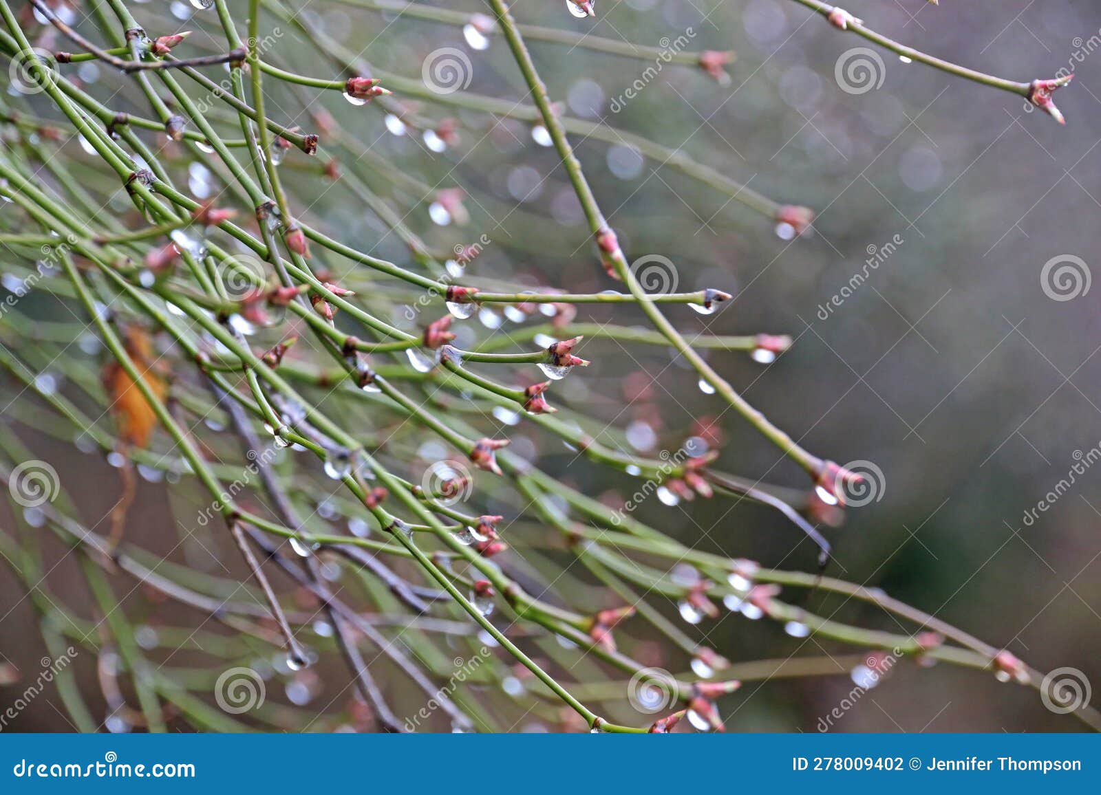 Water Drops on Tree Branches in Spring Stock Photo - Image of raindrops ...