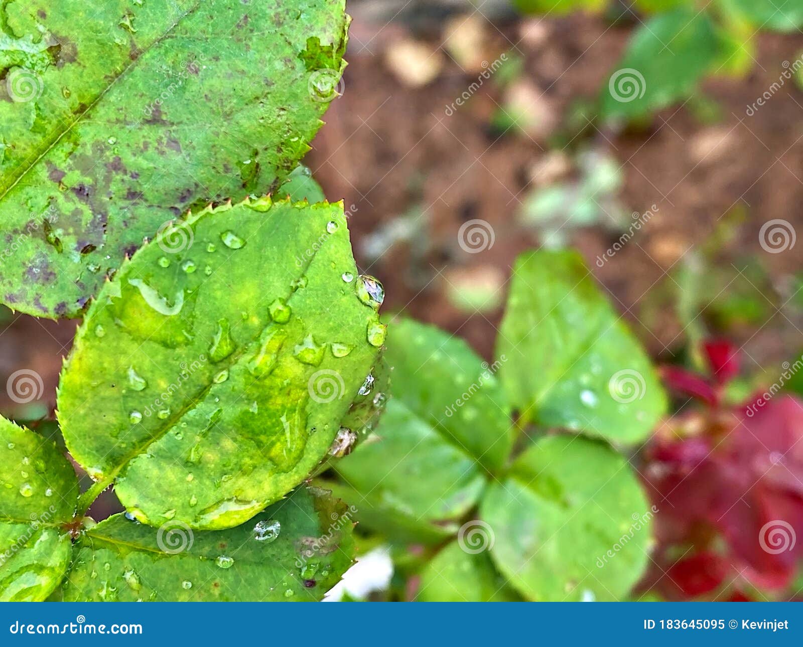 A Water Drops on the Tree Leaf Stock Image - Image of isolated, climate ...