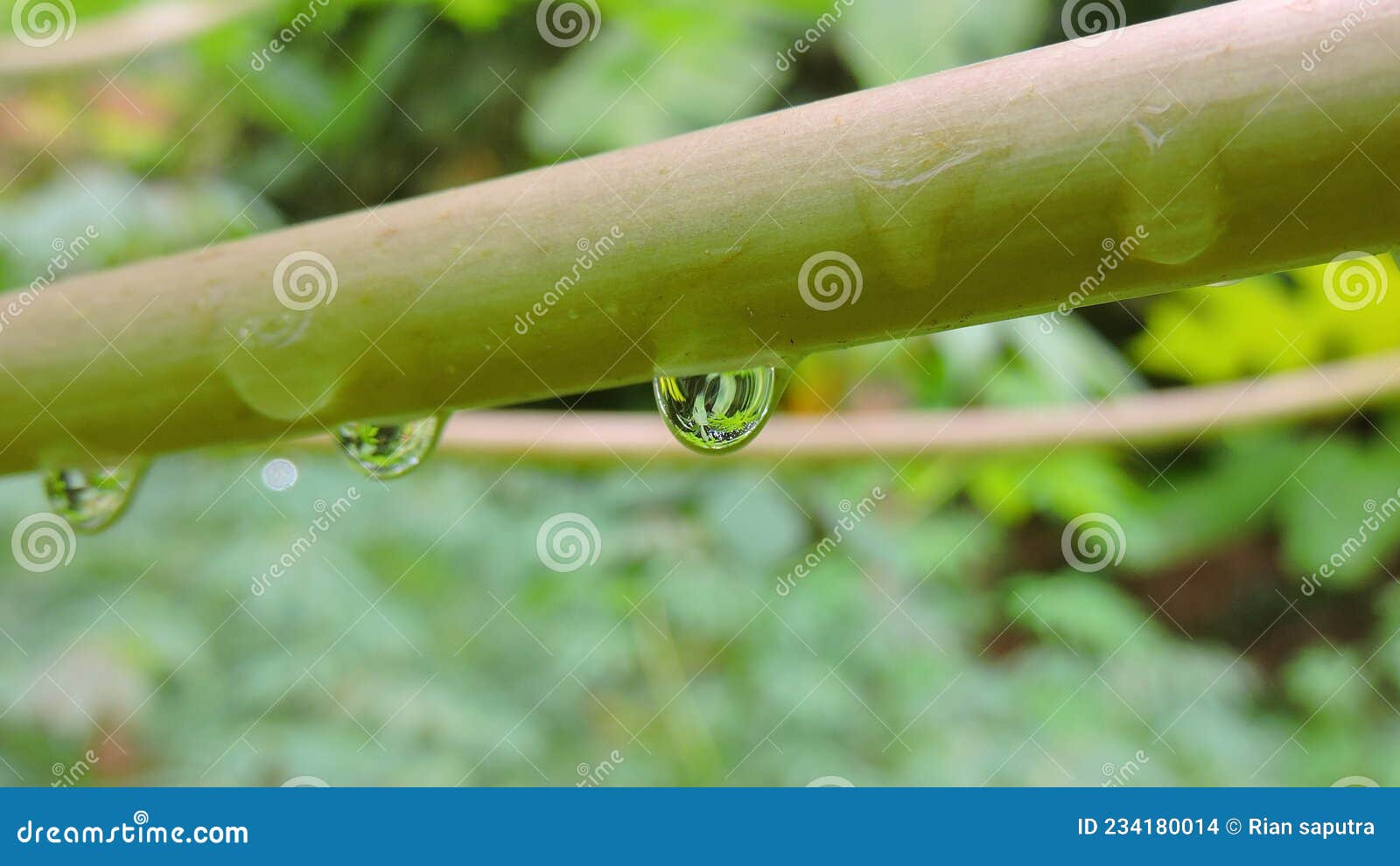 Water Drops on the Tree Trunk Stock Photo - Image of water, trunk ...