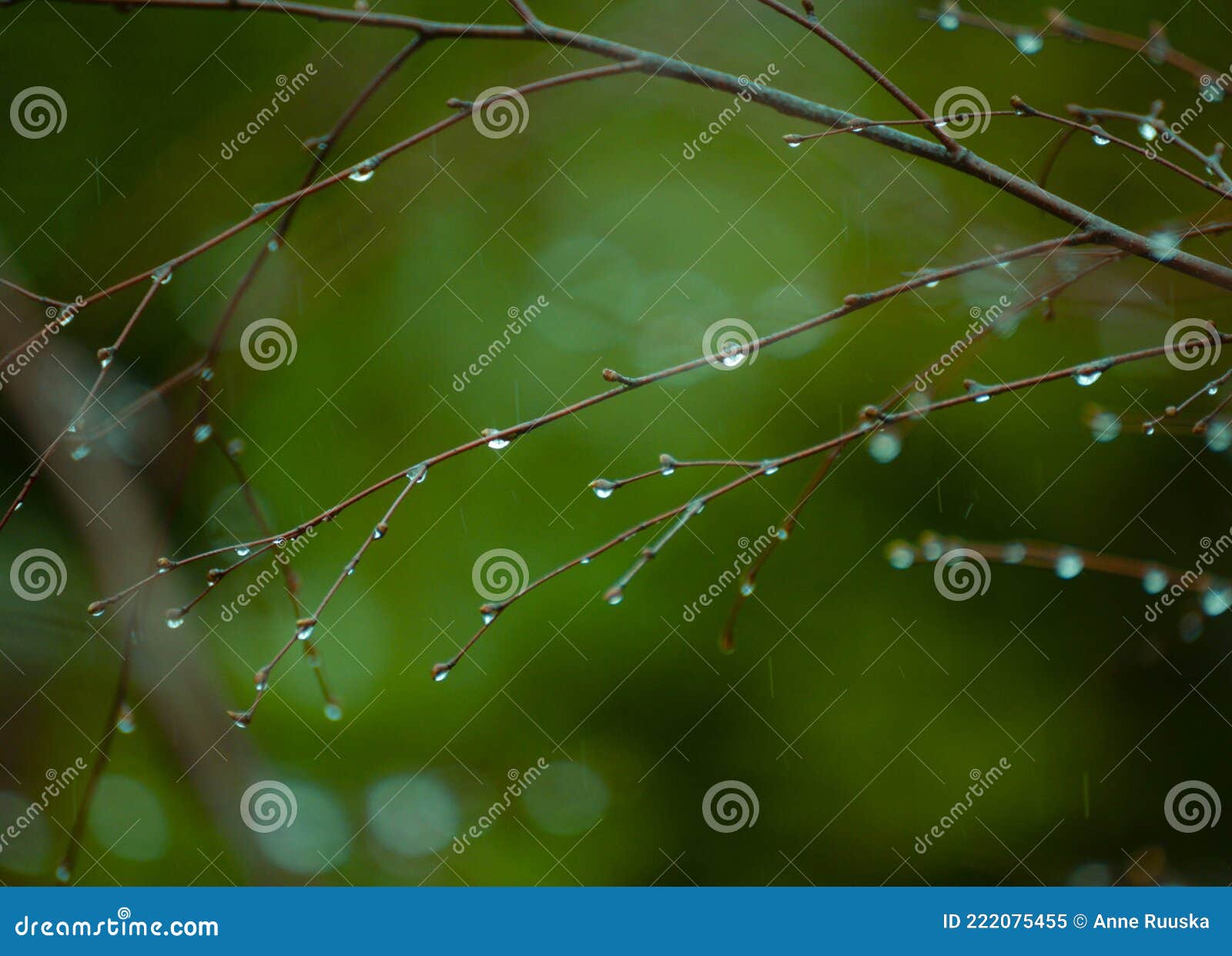 Water drops in the trees stock image. Image of twig - 222075455