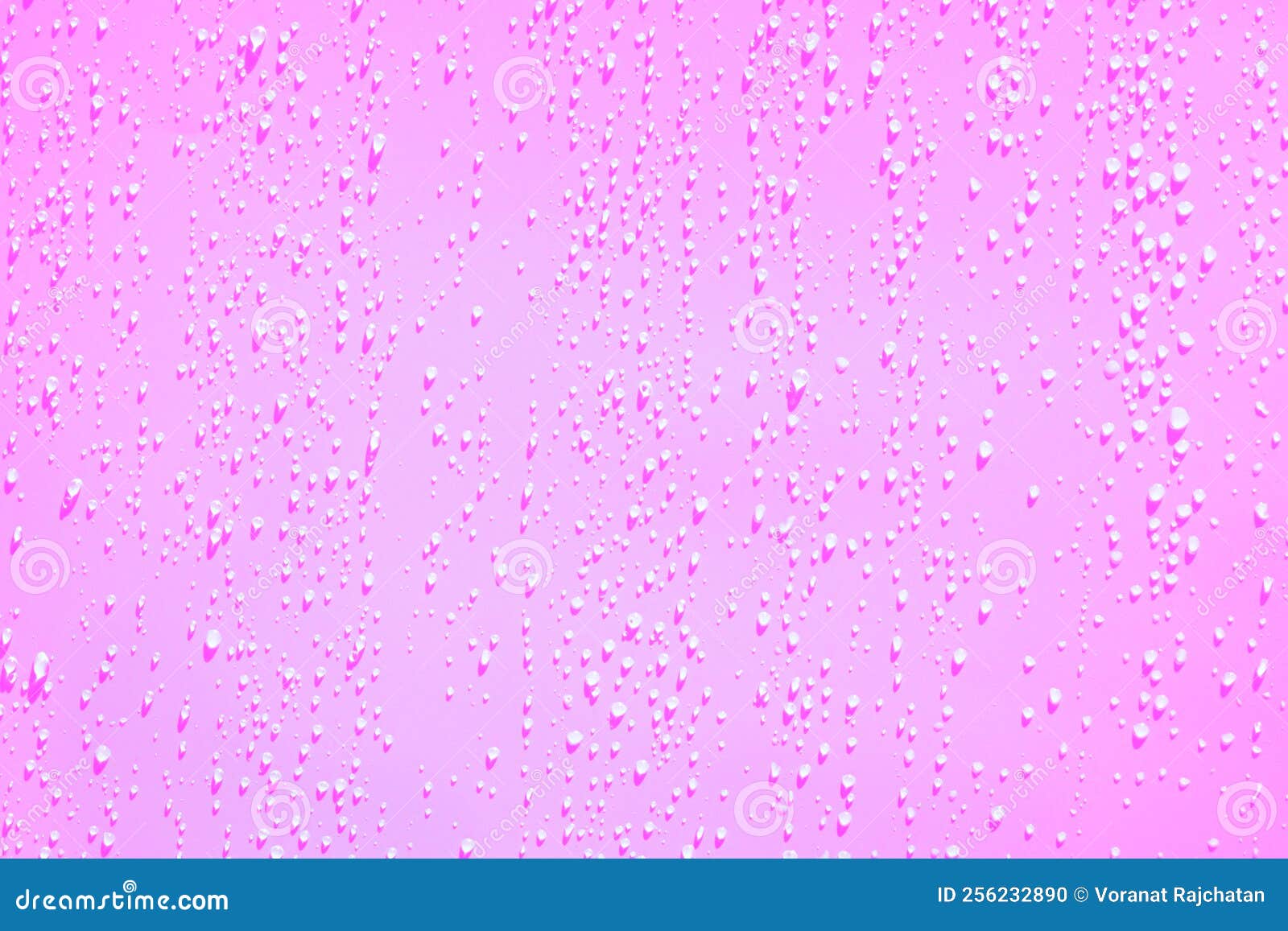 Water Drops on Violet Purple Color Stock Photo - Image of natural ...