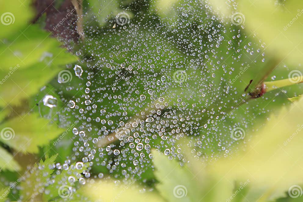 Water drops in a web stock image. Image of morning, leaves - 23687067
