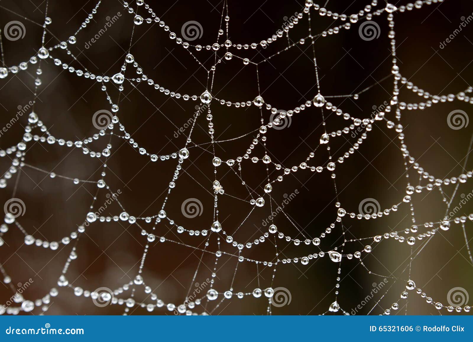 Water drops on web stock photo. Image of macro, lattice - 65321606