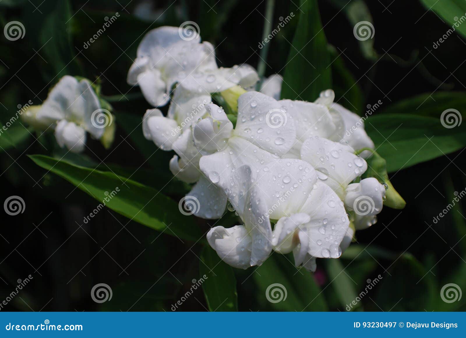 Water Drops on a White Flowering Sweet Pea Stock Image - Image of ...