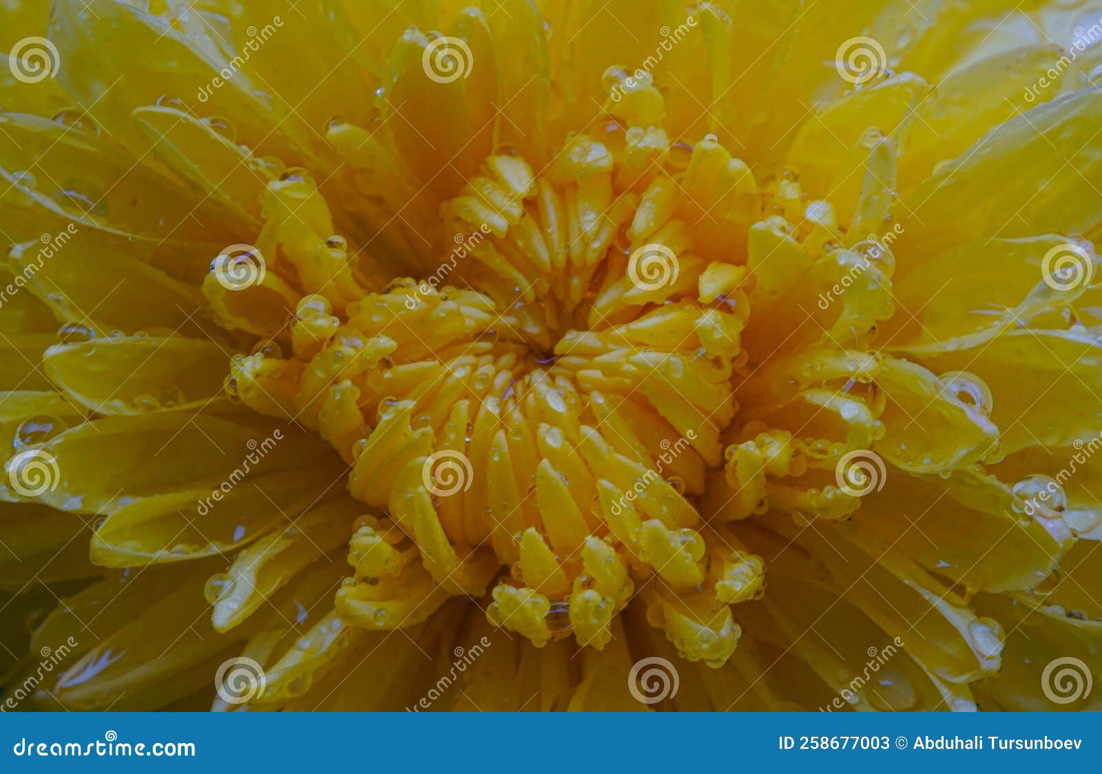 Water Drops on Yellow Flowers Stock Image - Image of blossom, closeup ...