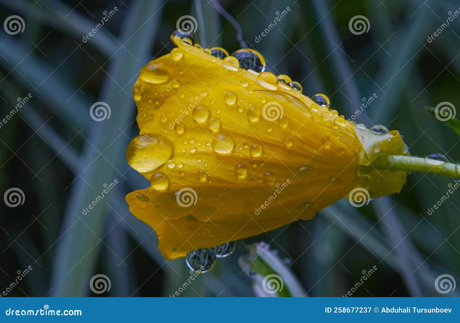 Water Drops on Yellow Flowers Stock Image - Image of water, blooming ...