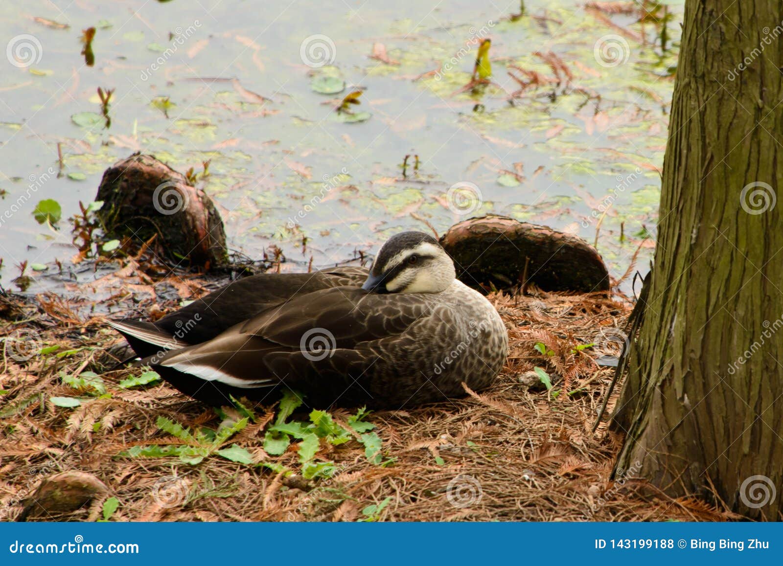 A Water Duck is Resting Under the Tree Near the Water. Stock Photo ...