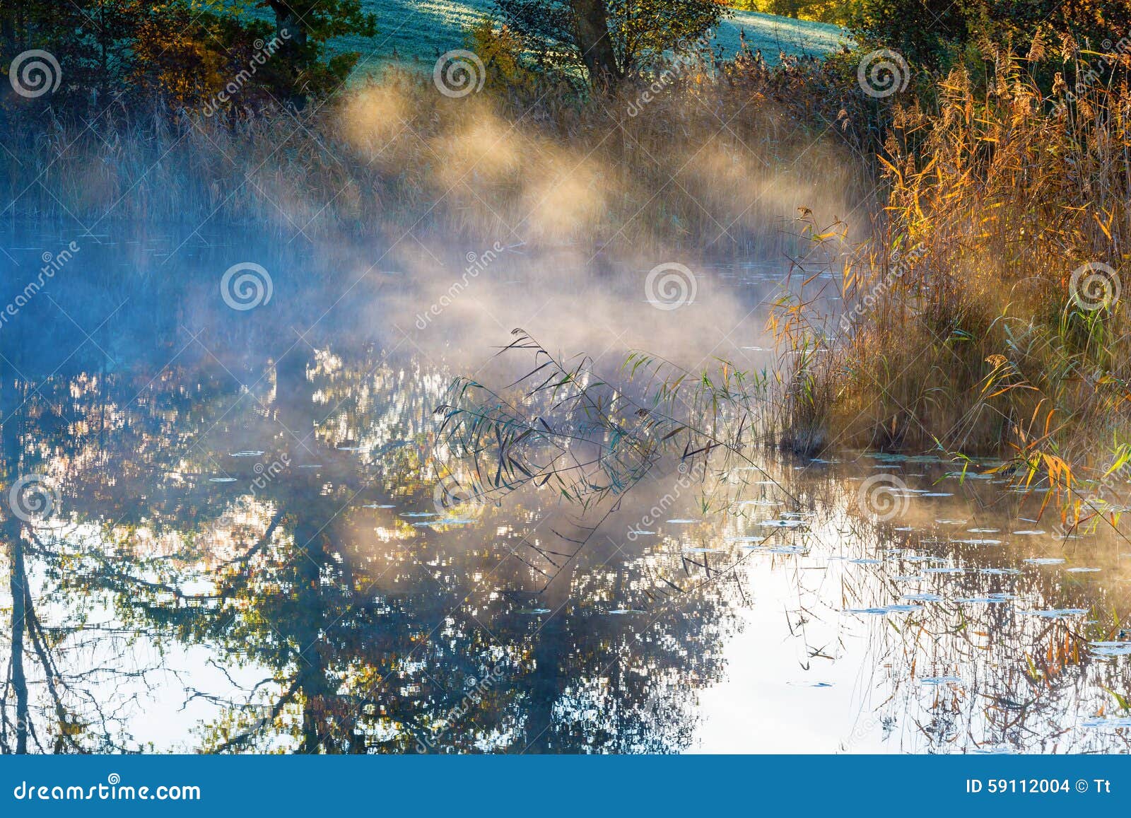 Water Edge with reeds stock photo. Image of still, reed - 59112004
