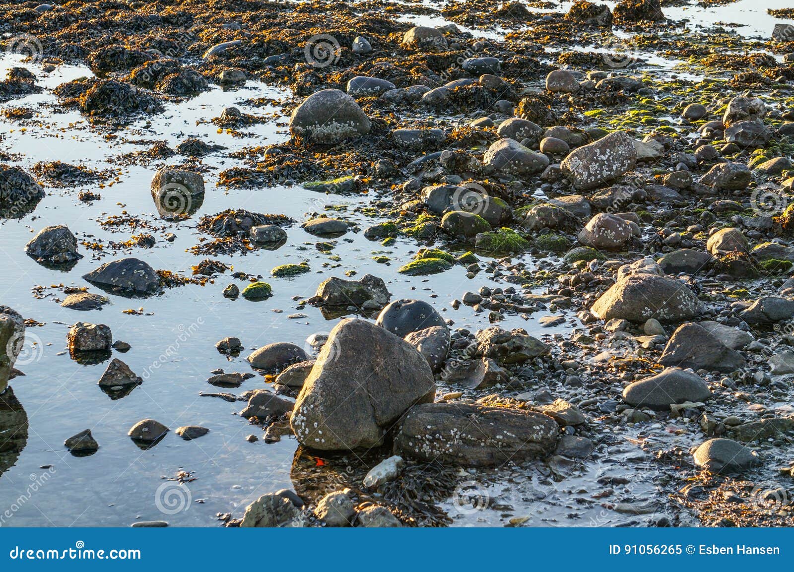Water Edge with Stones, Seaweed and Moss Stock Image - Image of sand ...