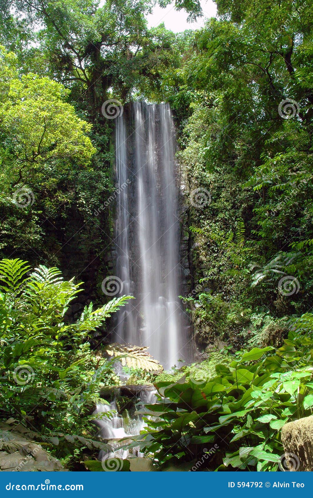 Water Fall stock photo. Image of ferns, plants, fall, flow - 594792