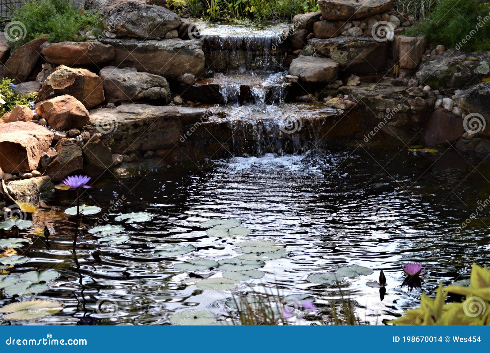 Water Falls at the End of the Pond Lined by Rocks and Plants Stock ...