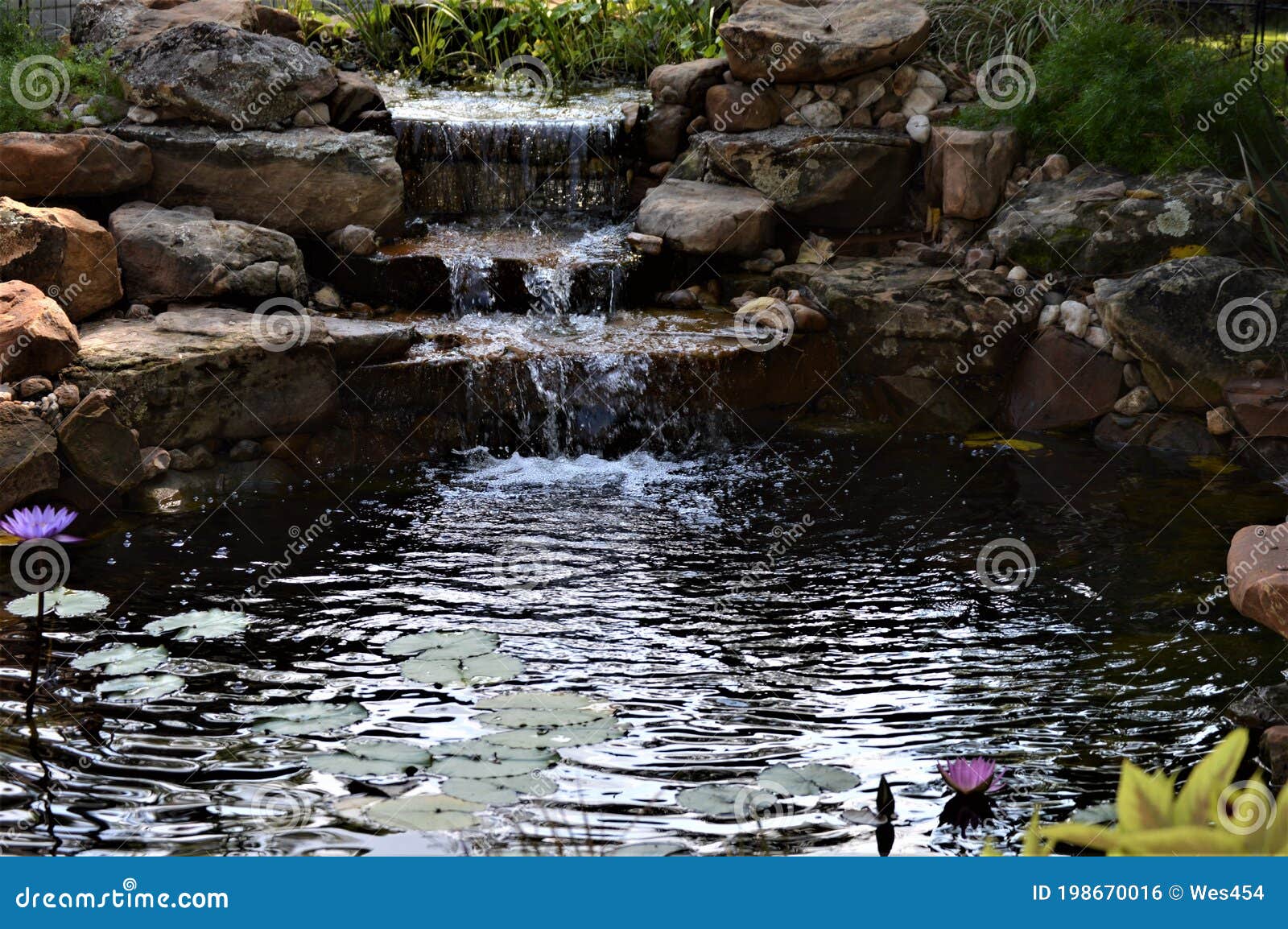 Water Falls at the End of the Pond Lined by Rocks and Plants Stock ...