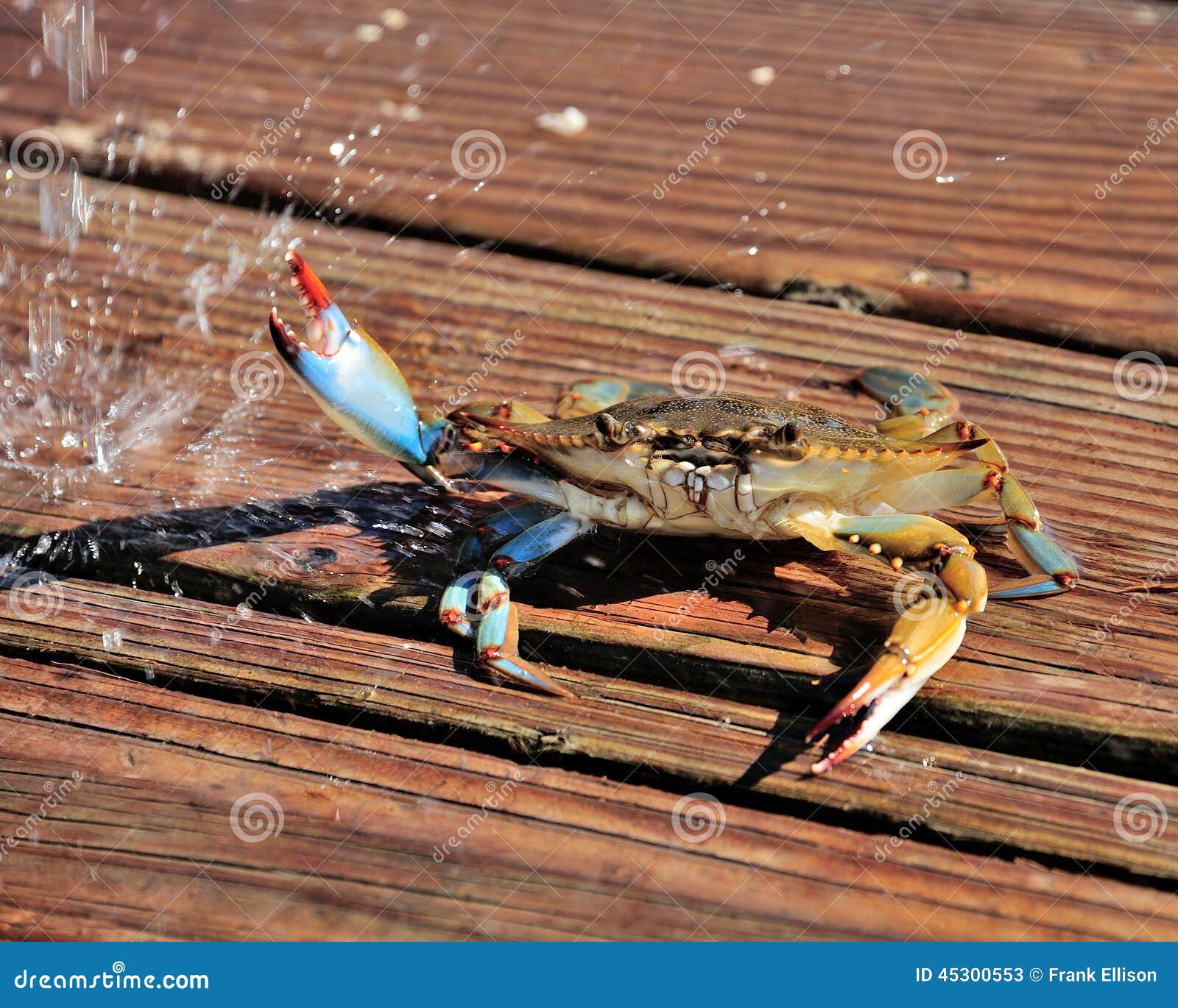 Water Fall stock image. Image of marine, claw, beach - 45300553