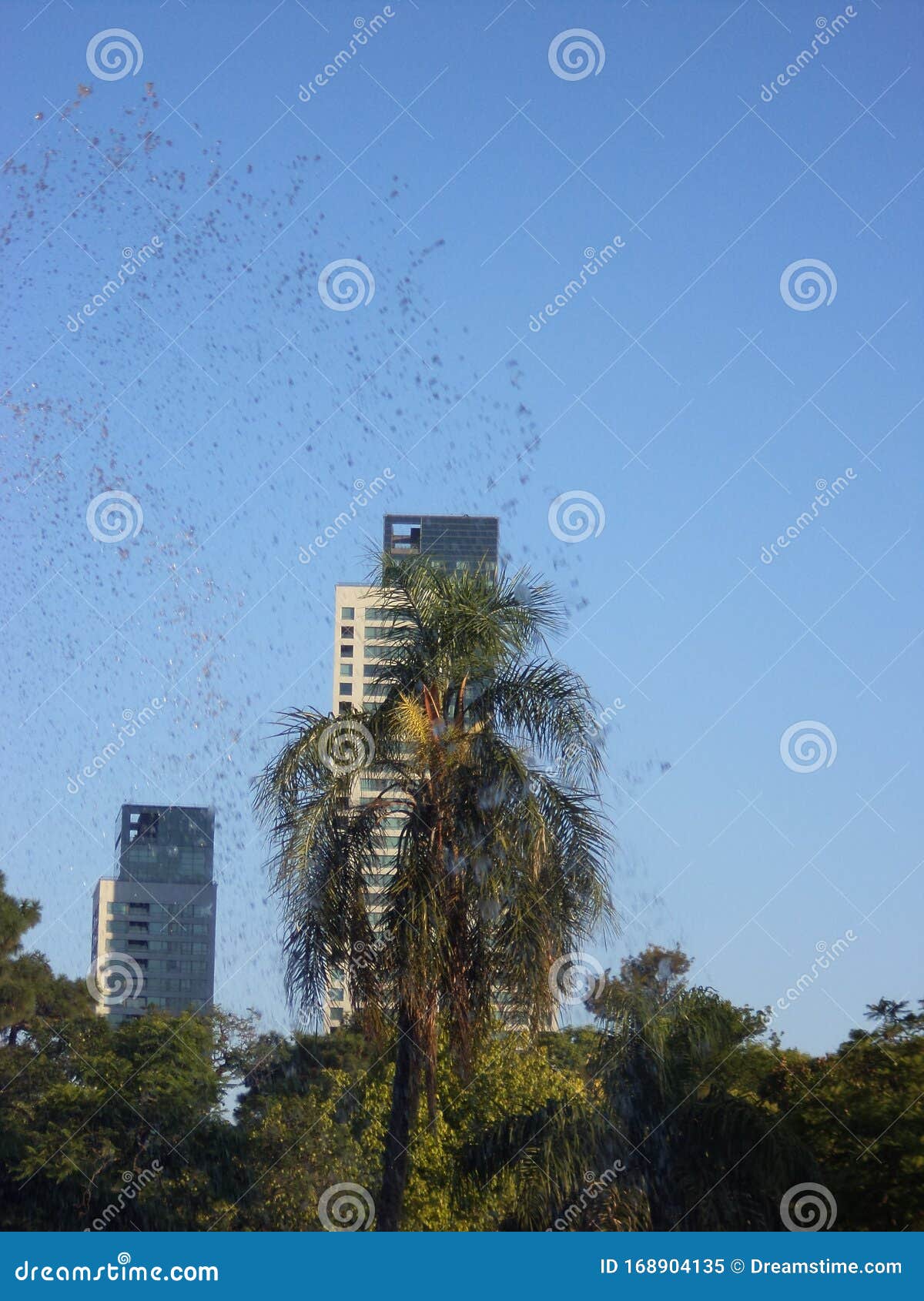 Water Falling on a Palm Tree Stock Image - Image of tree, palm: 168904135