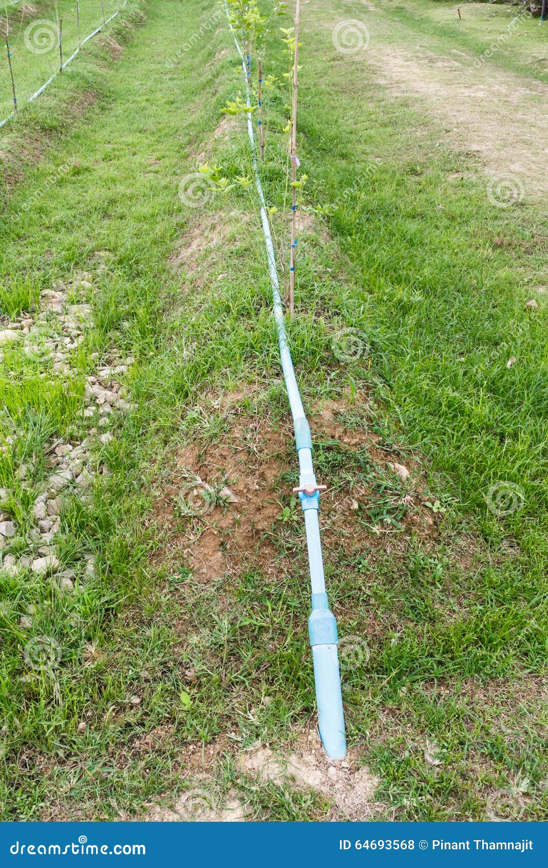 Water Faucet in Vegetable Ground. Stock Photo - Image of grow, natural ...