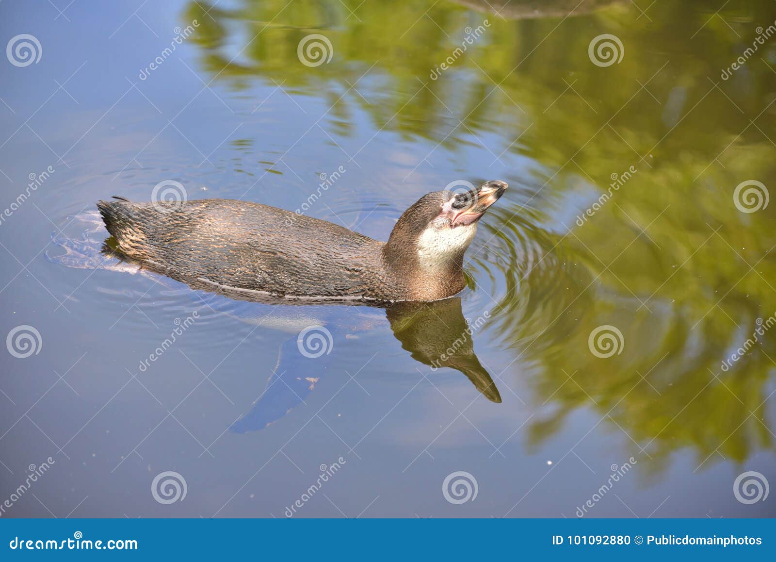Water, Fauna, Wildlife, Mammal Picture. Image: 101092880