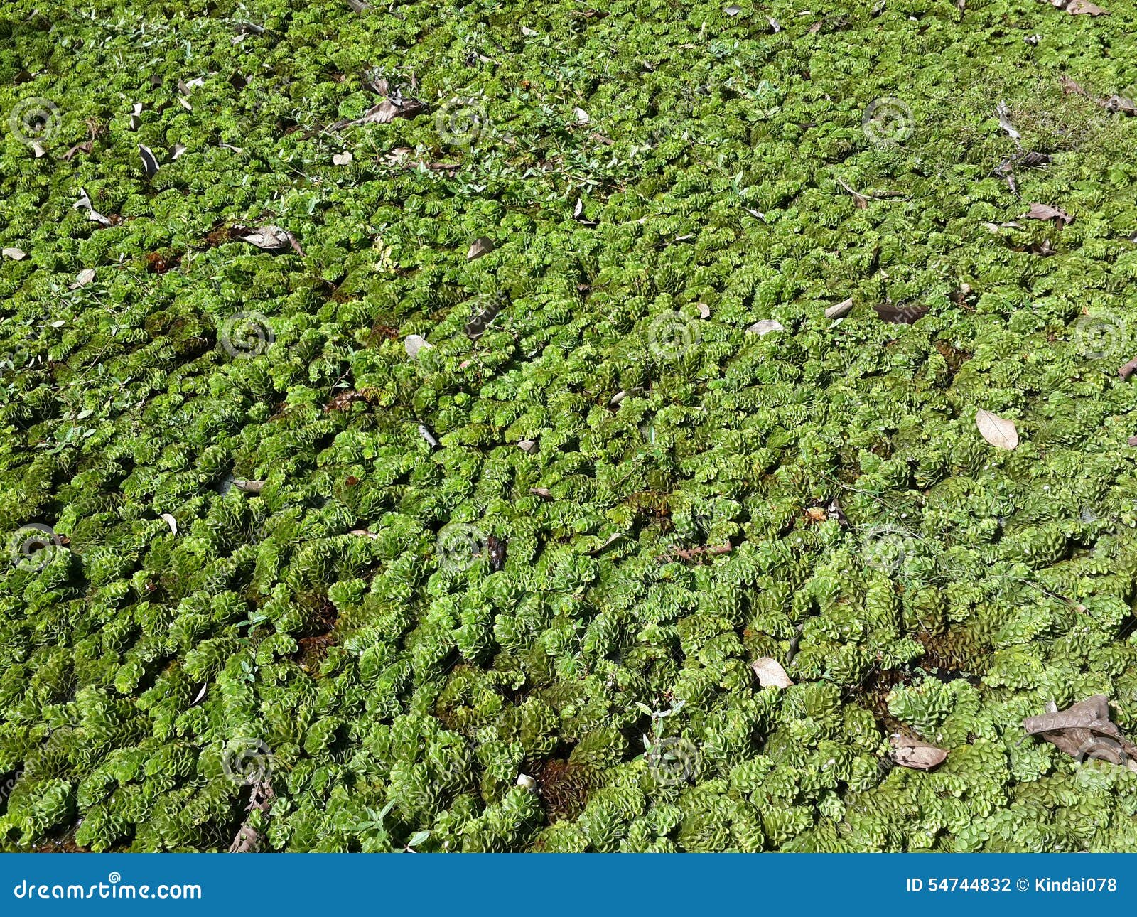 Water Fern stock photo. Image of lake, natural, river - 54744832