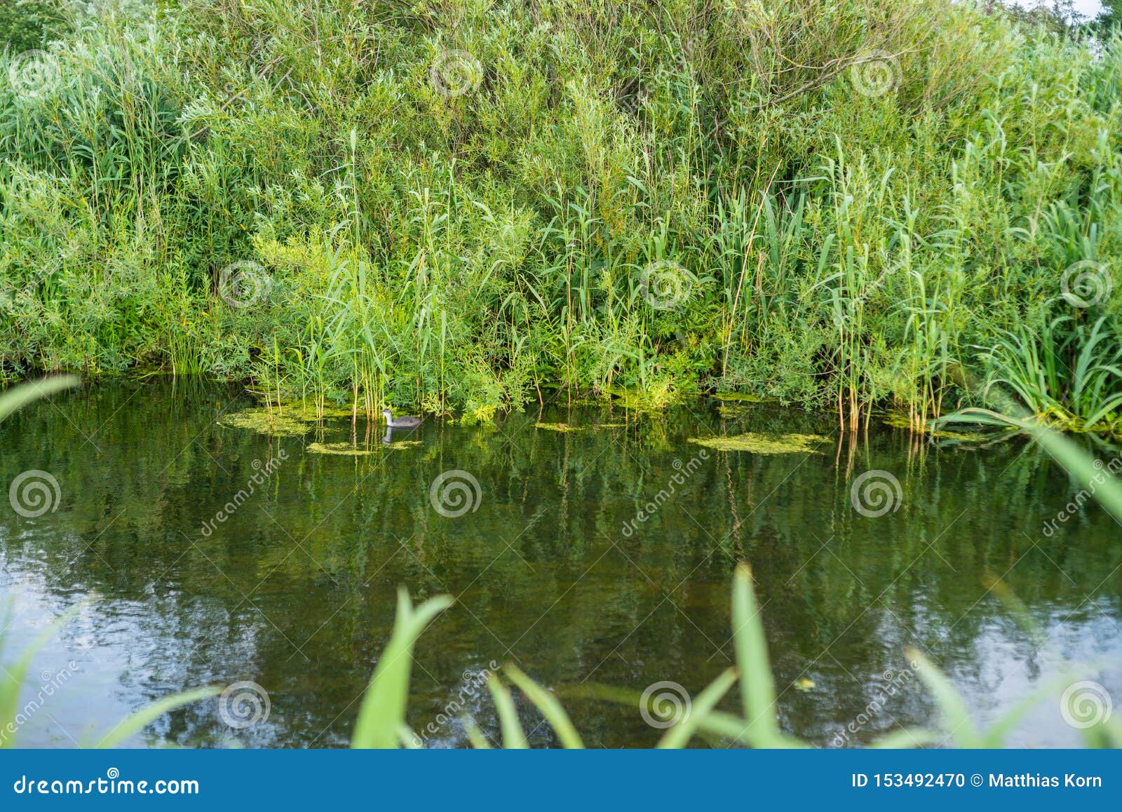 The Water always Finds Its Way through Nature Stock Photo - Image of ...