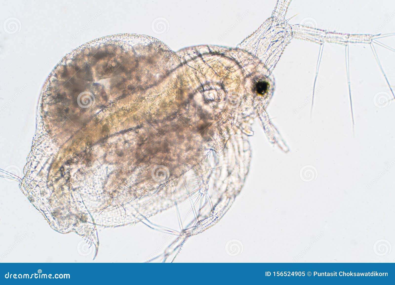Water Flea Daphnia Magna is a Small Planktonic Crustacean Under ...