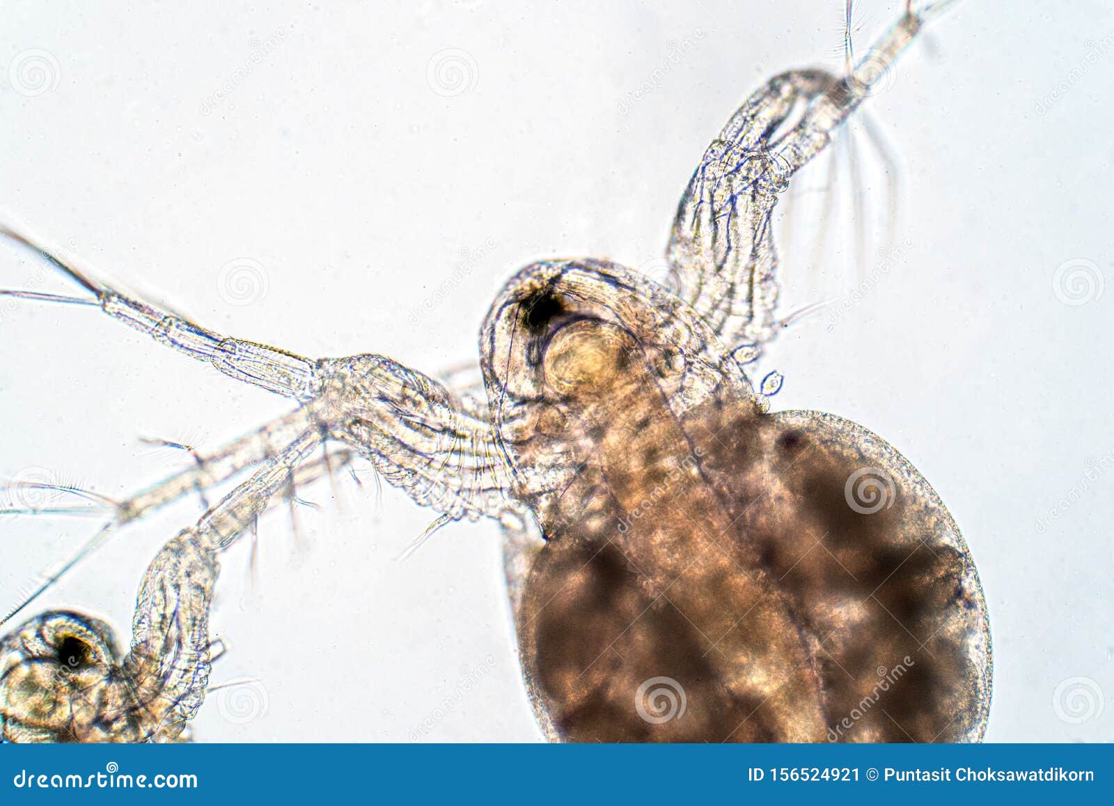 Water Flea Daphnia Magna is a Small Planktonic Crustacean Under ...