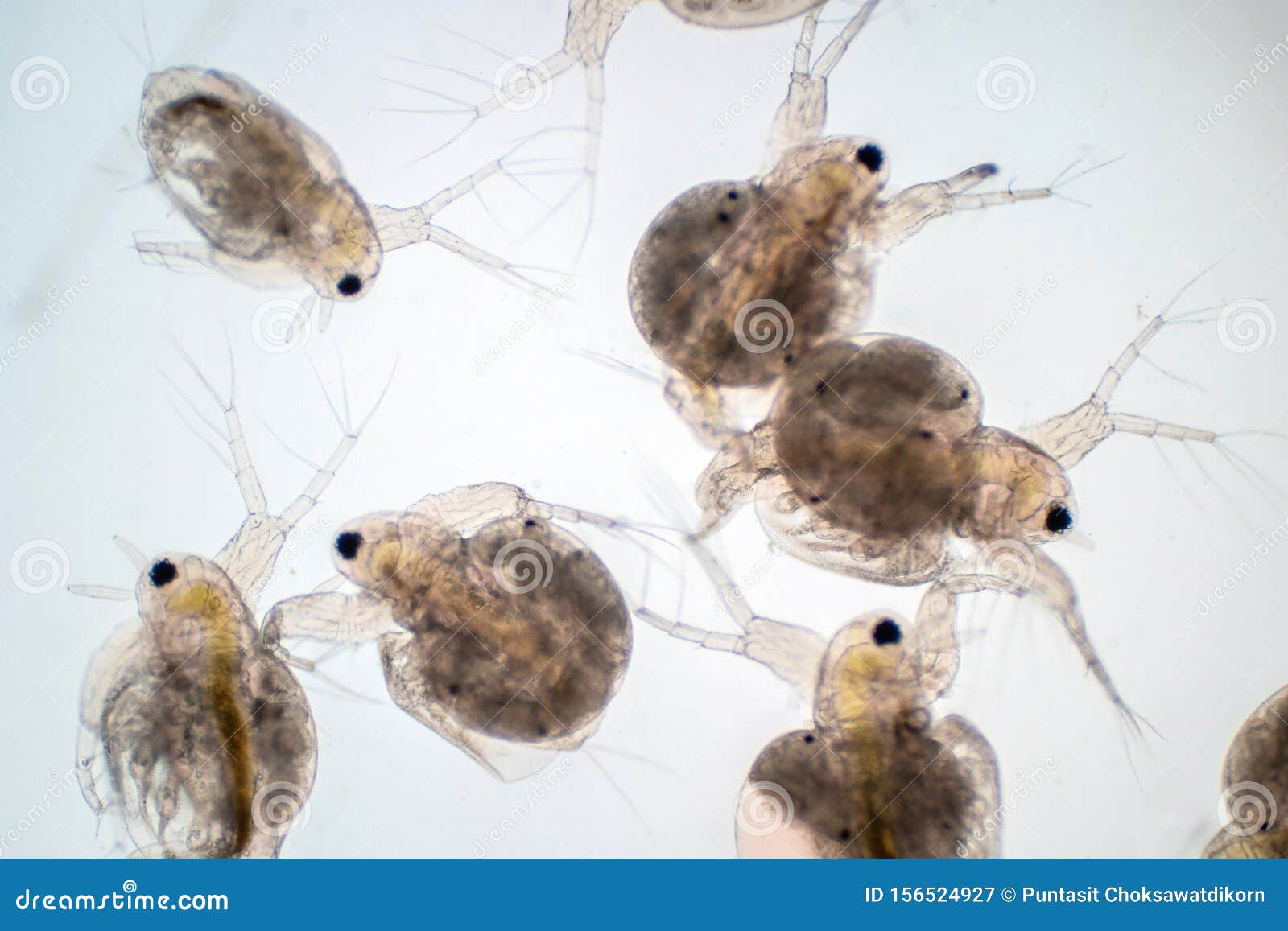 Water Flea Daphnia Magna is a Small Planktonic Crustacean Under ...