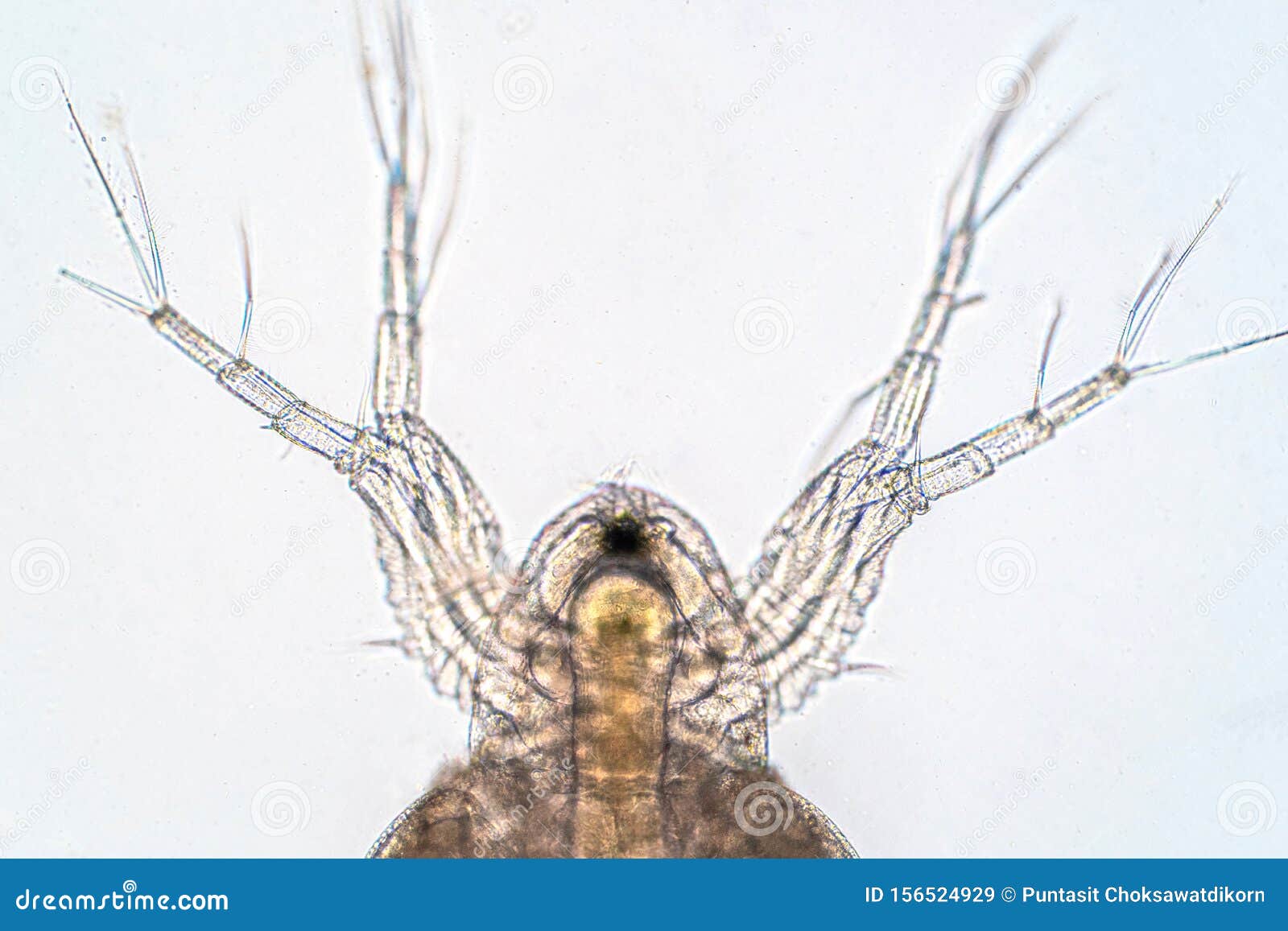 Water Flea Daphnia Magna is a Small Planktonic Crustacean Under ...