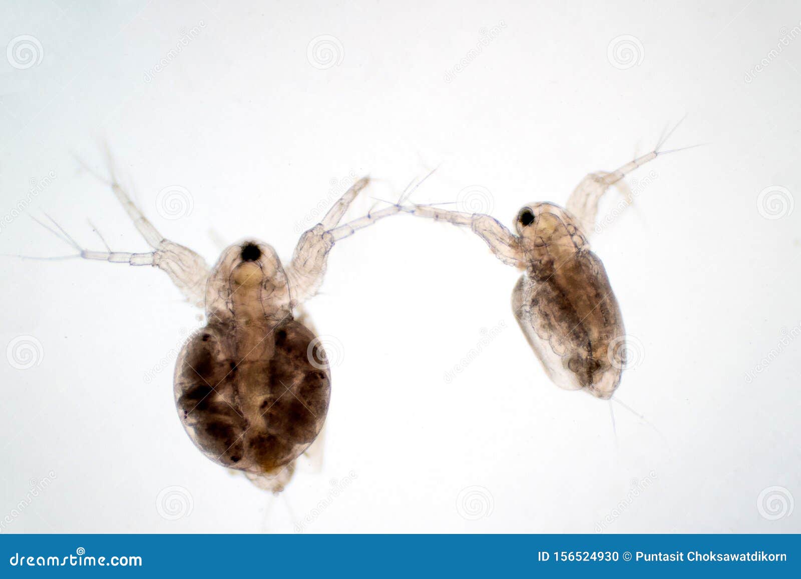 Water Flea Daphnia Magna is a Small Planktonic Crustacean Under ...