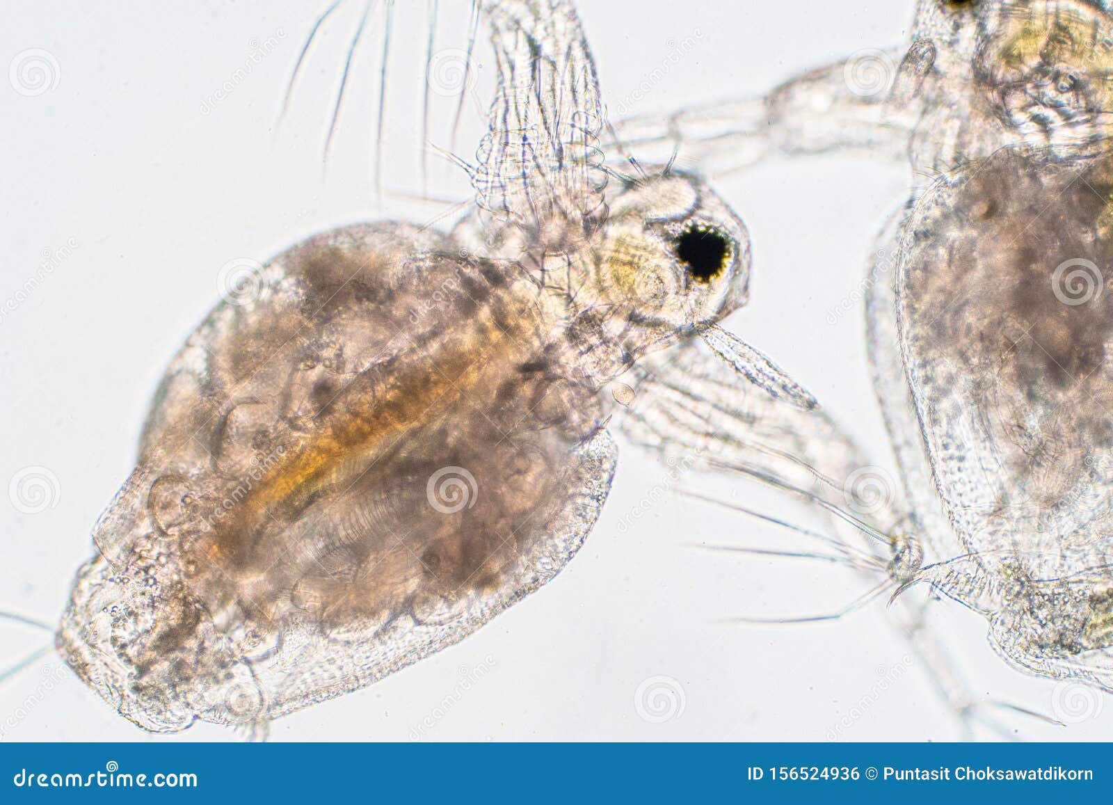 Water Flea Daphnia Magna is a Small Planktonic Crustacean Under ...