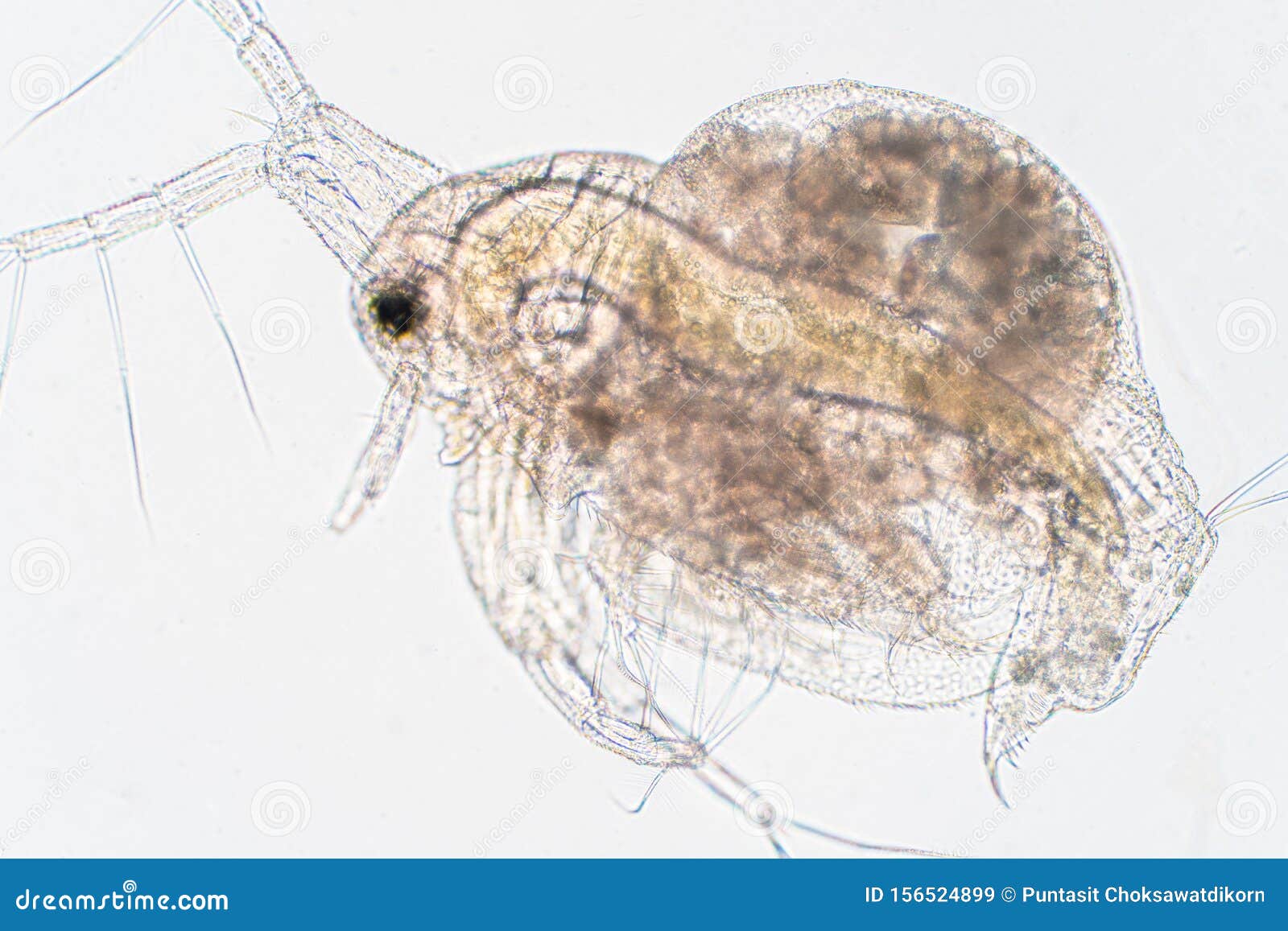 Water Flea Daphnia Magna is a Small Planktonic Crustacean ...