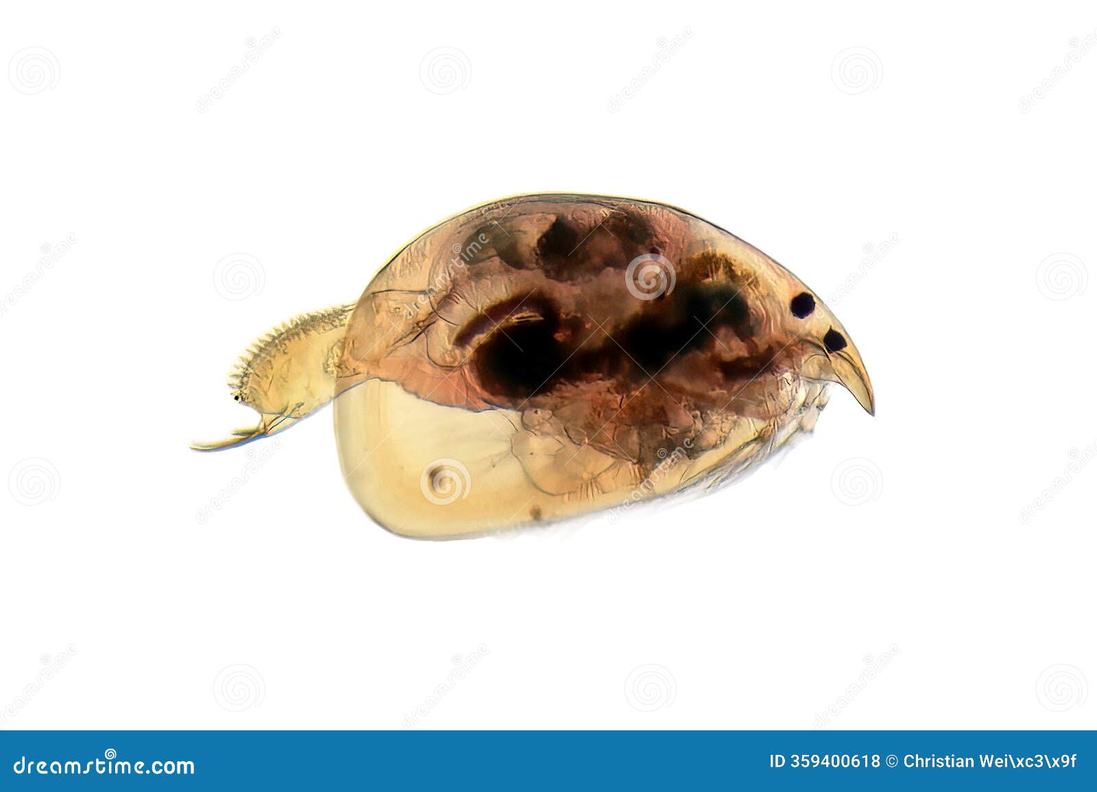 The Water Flea Eurycerus Lamellatus Under the Microscope Stock Photo ...