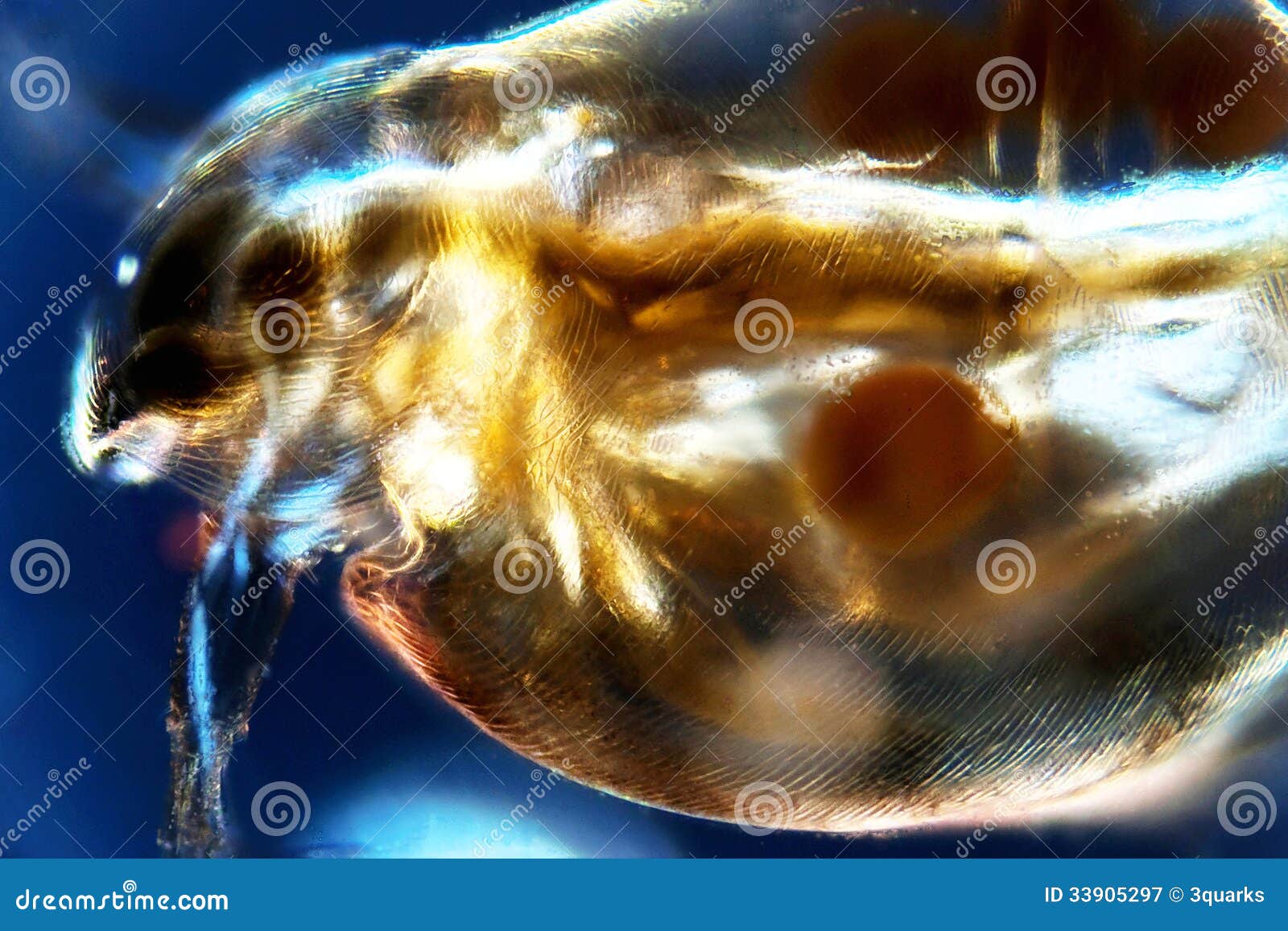 Water Flea Daphnia Magna Is A Small Planktonic Crustacean Under ...